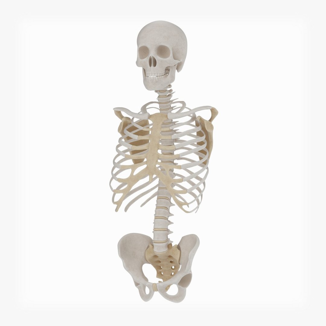 3d torso skeleton model