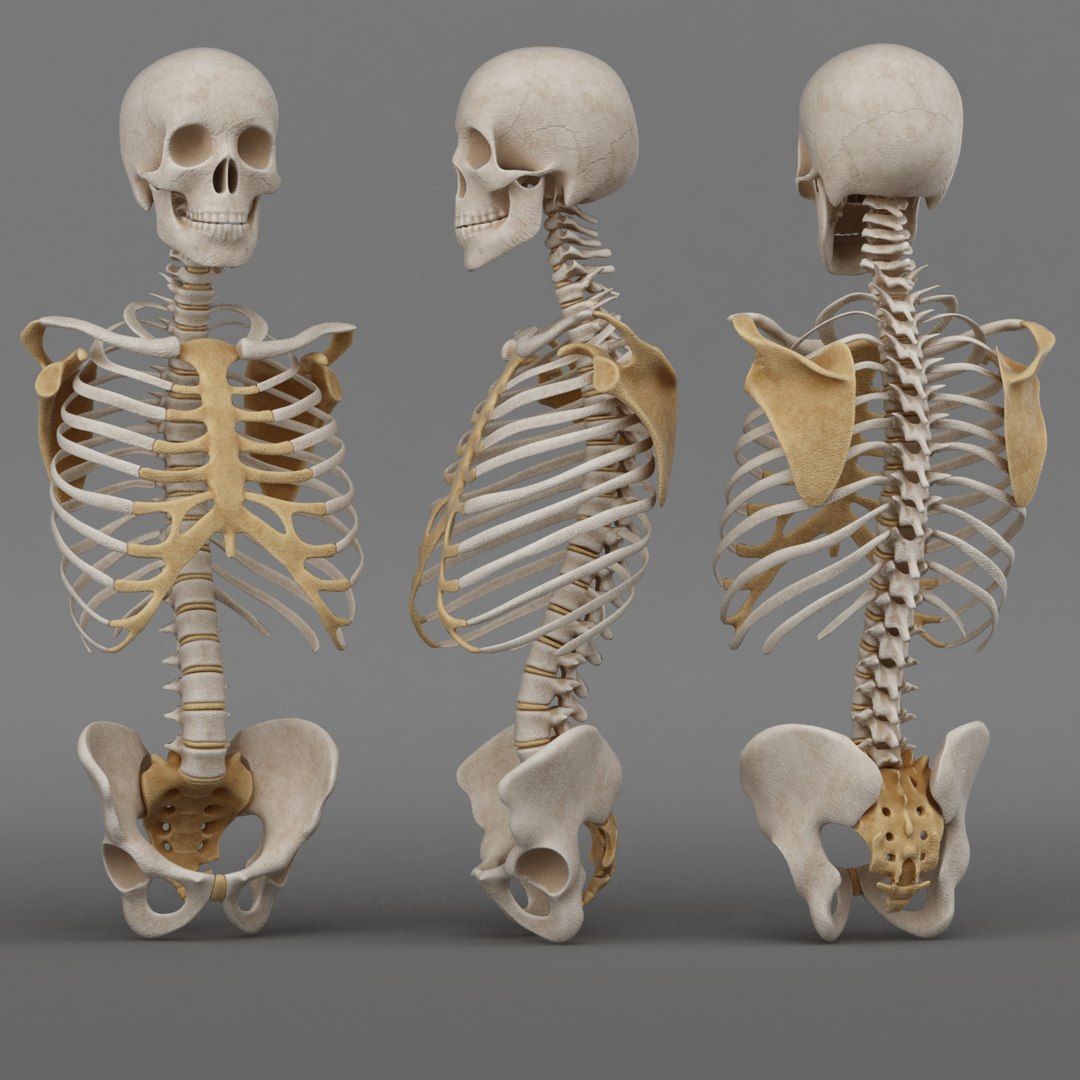 3d Torso Skeleton Model