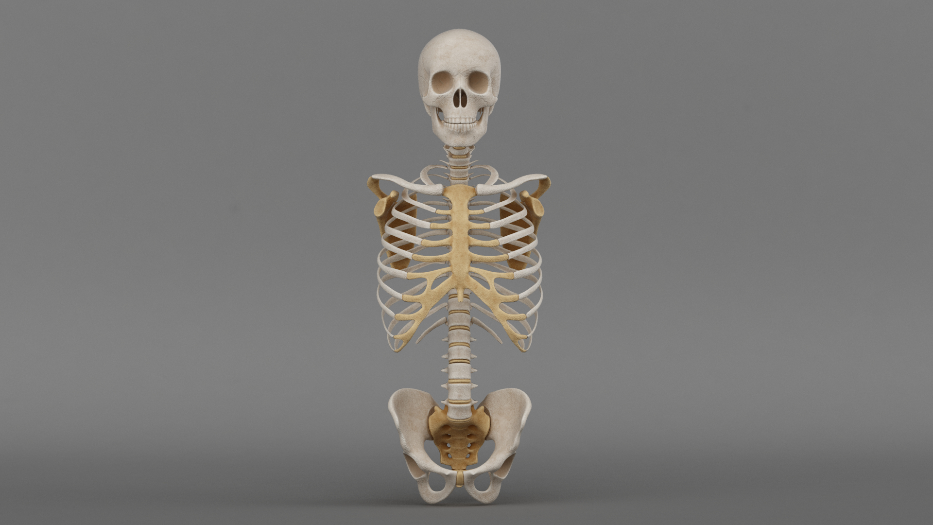 3d Torso Skeleton Model