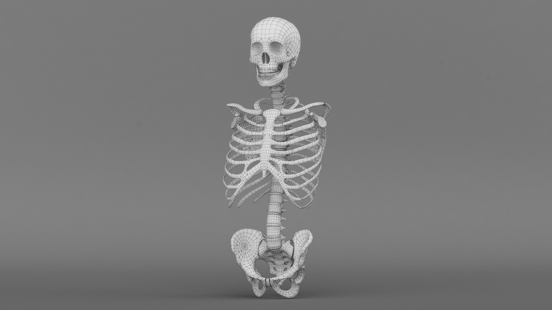 3d Torso Skeleton Model