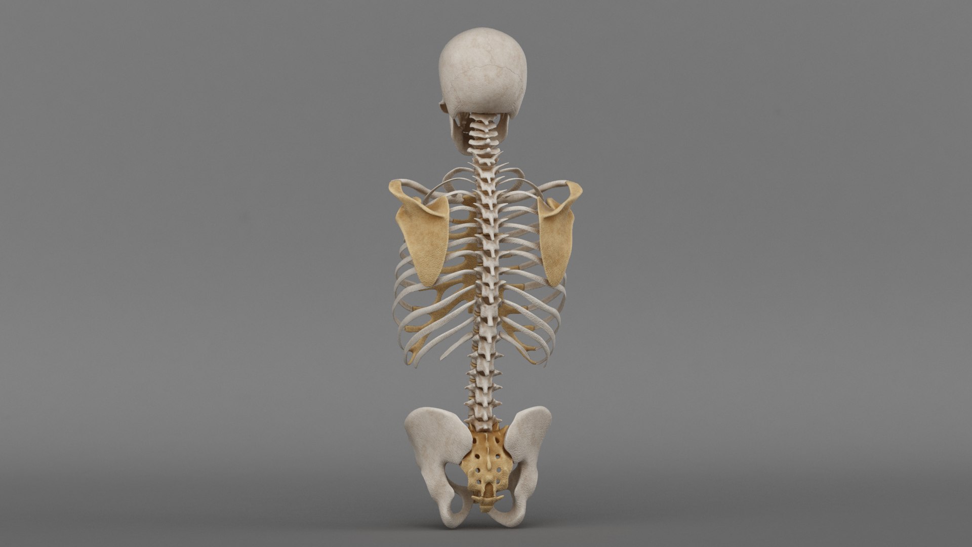 3d Torso Skeleton Model