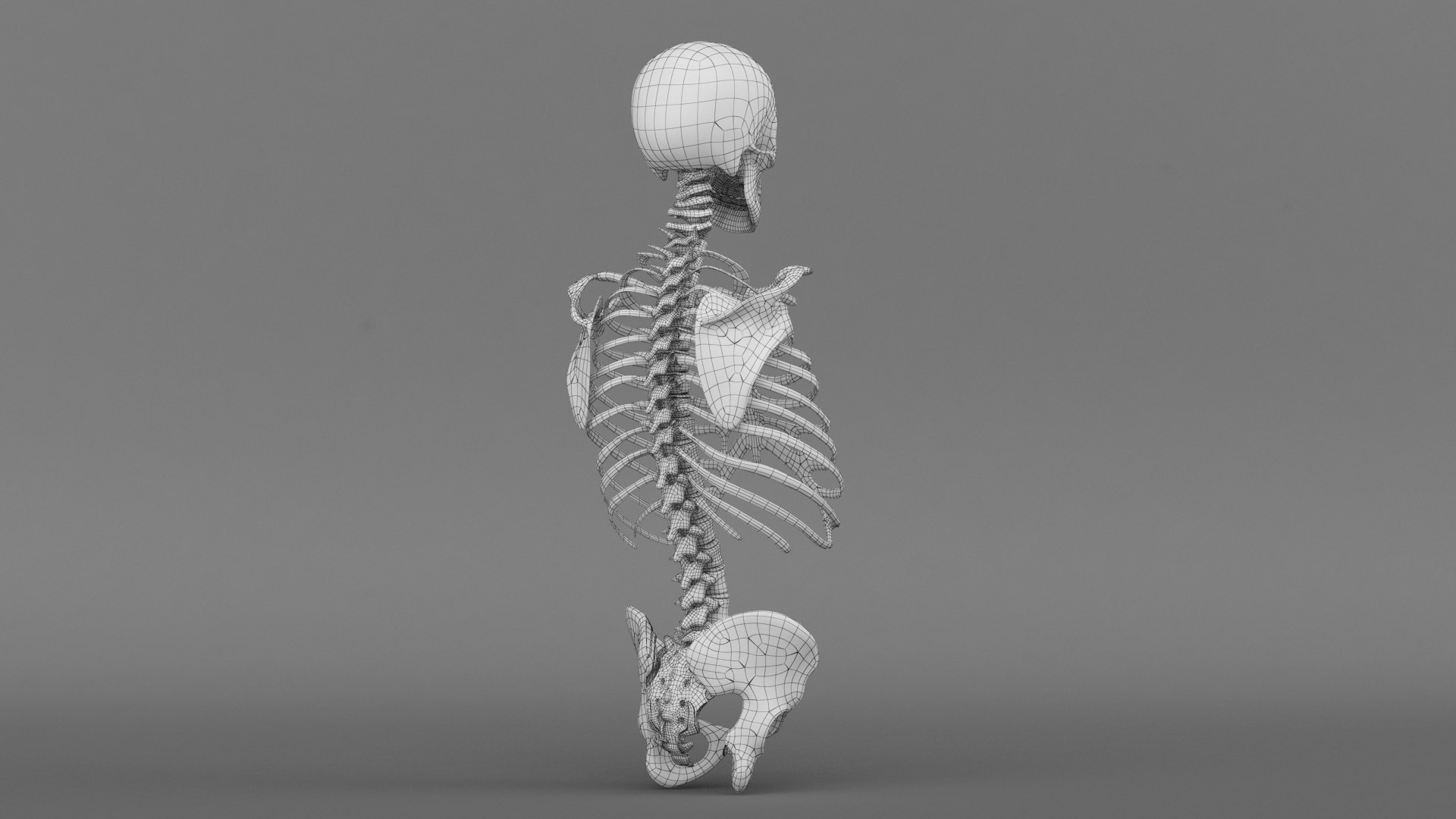 3d Torso Skeleton Model