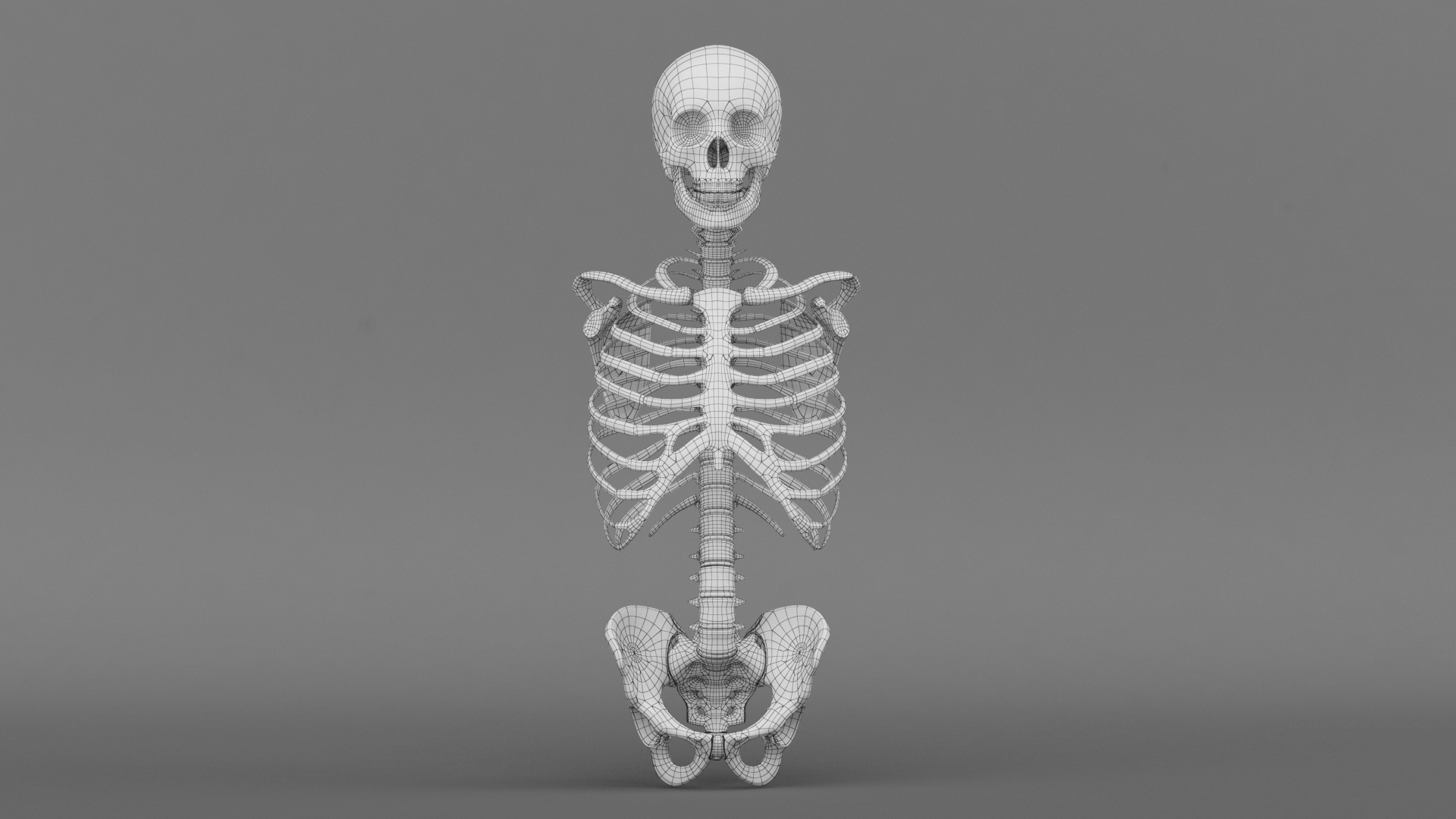 3d Torso Skeleton Model