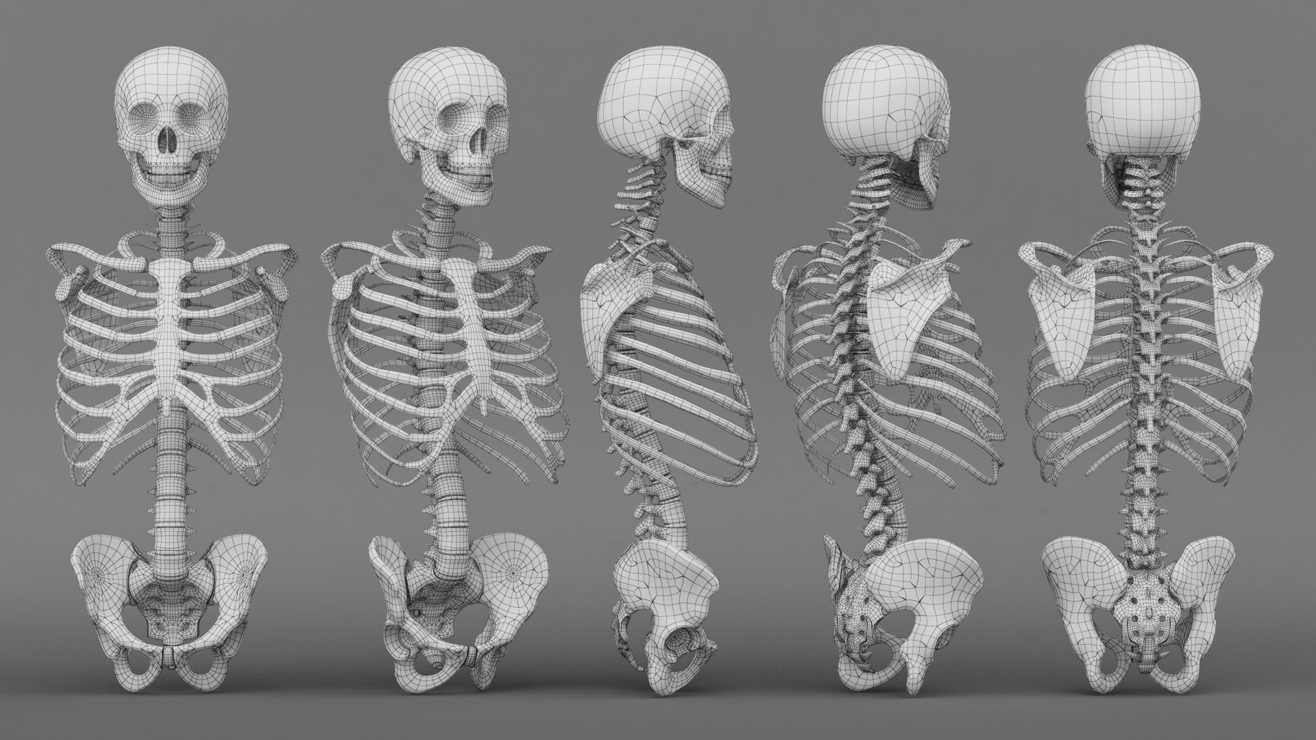 3d Torso Skeleton Model
