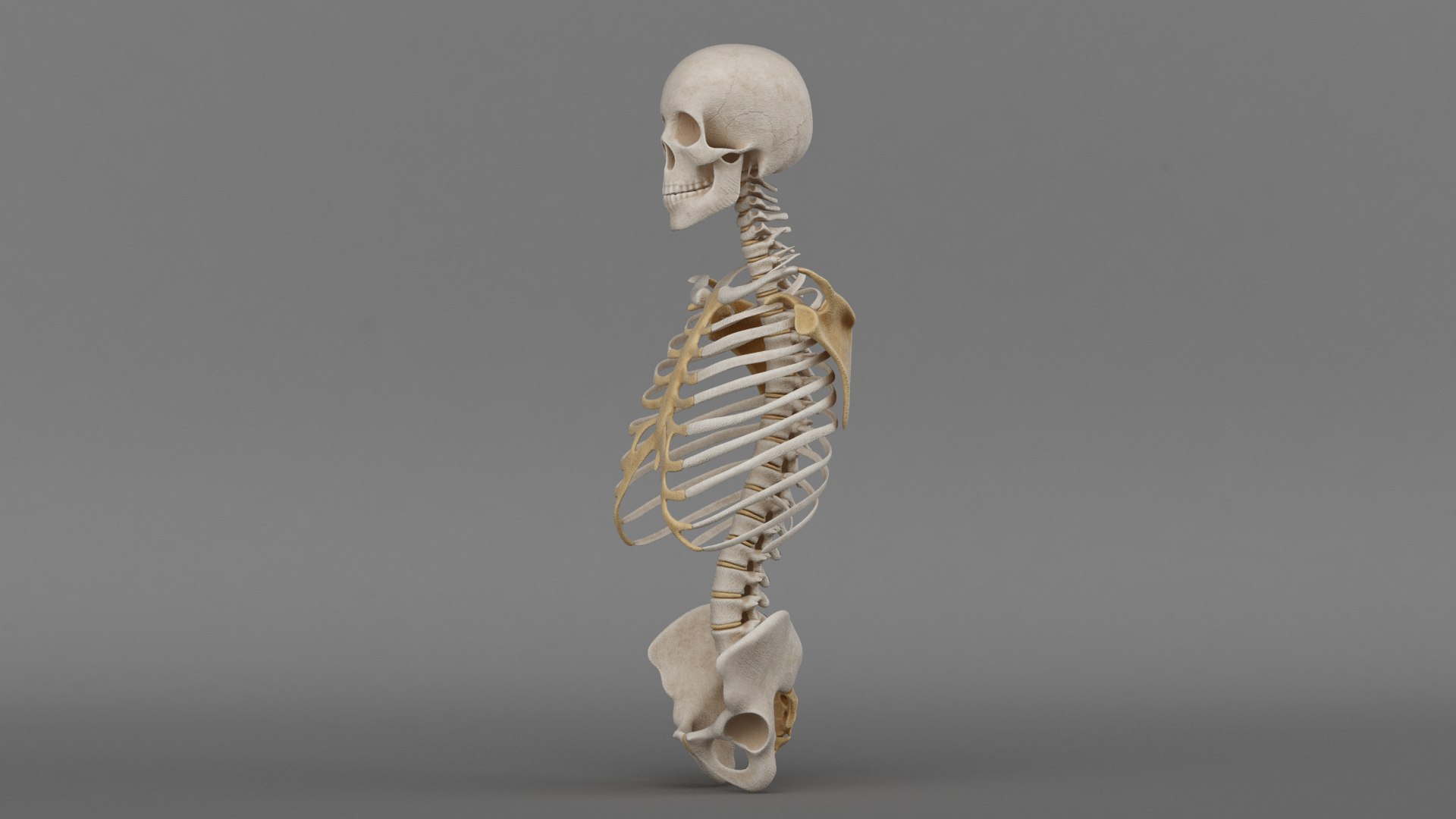 3d Torso Skeleton Model