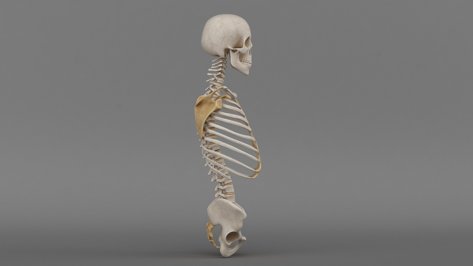 3d Torso Skeleton Model