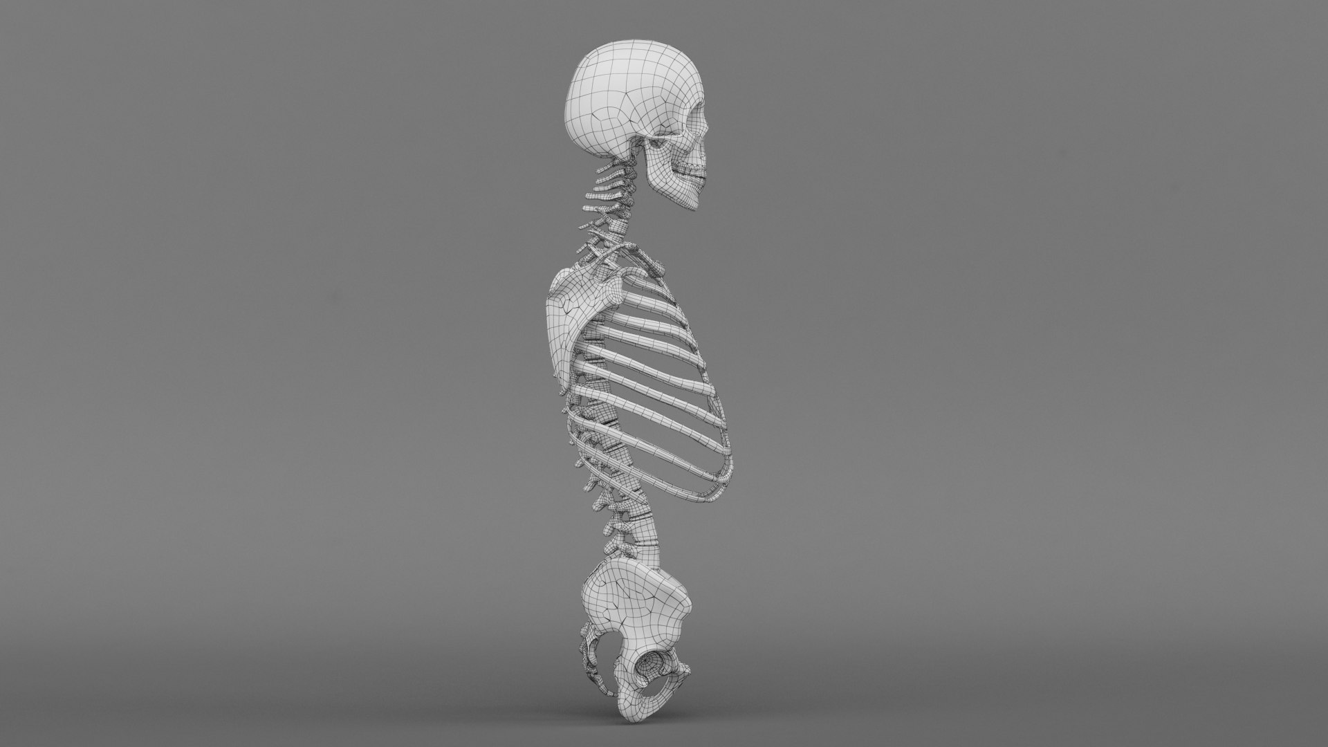 3d Torso Skeleton Model