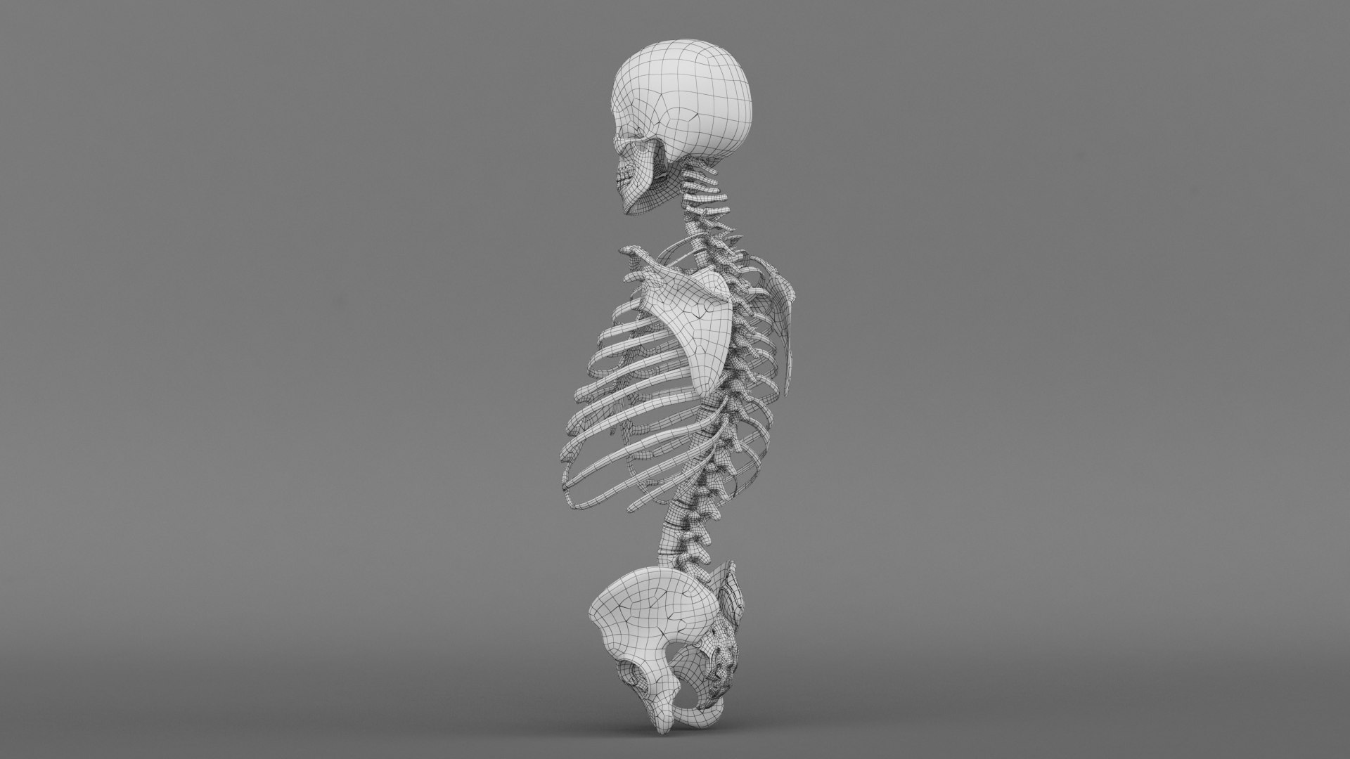 3d Torso Skeleton Model
