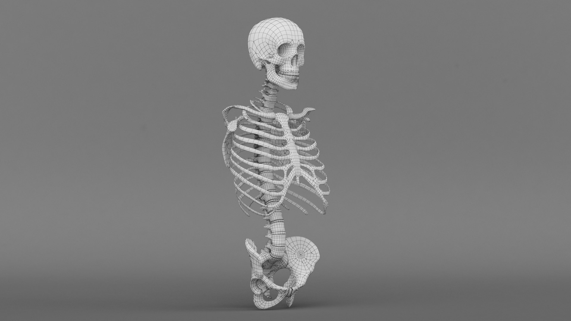 3d Torso Skeleton Model
