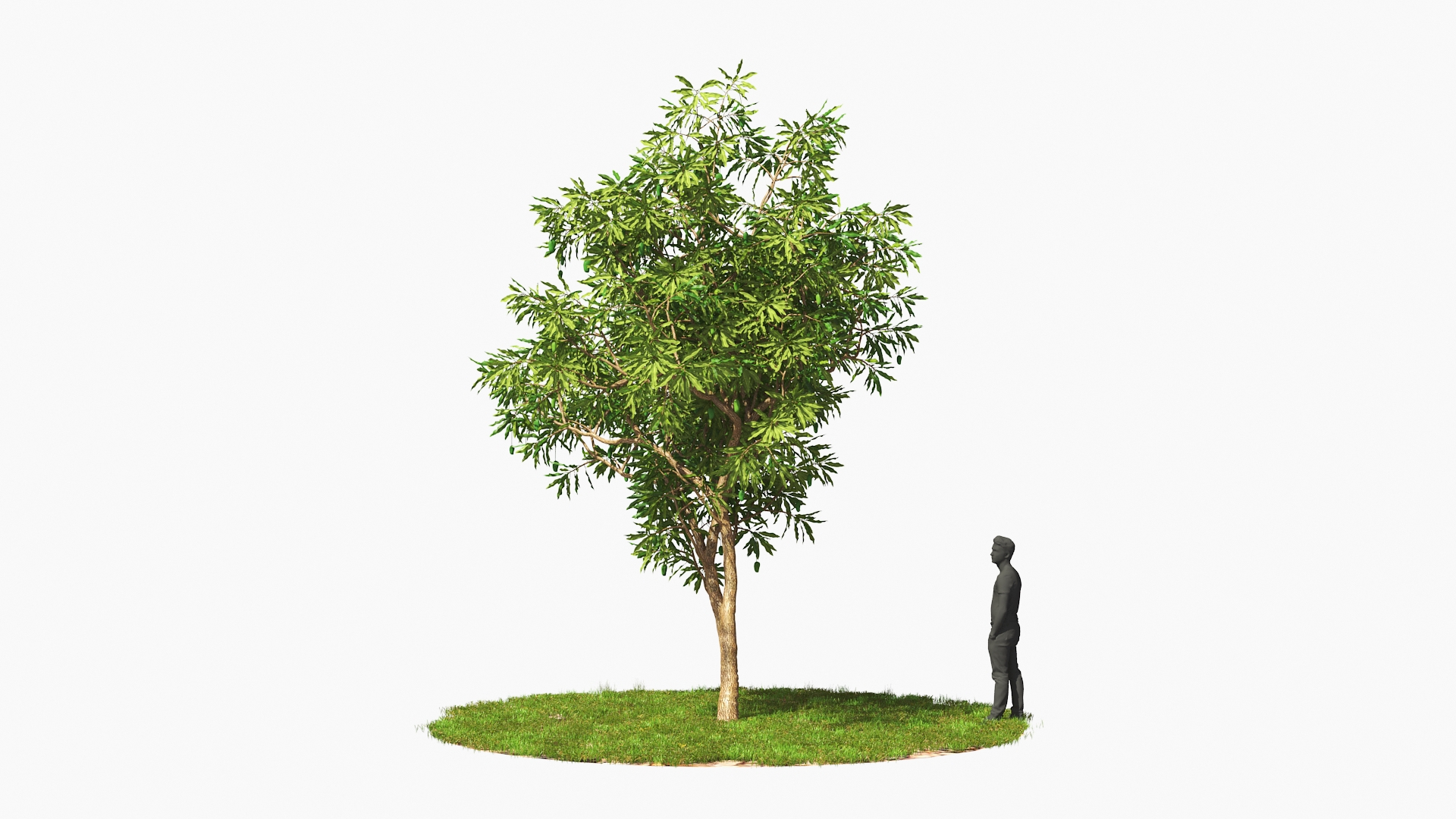 Tree Wind Animation Model - TurboSquid 1506491
