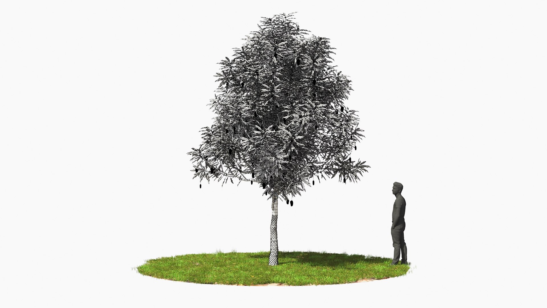 Tree Wind Animation Model - TurboSquid 1506491