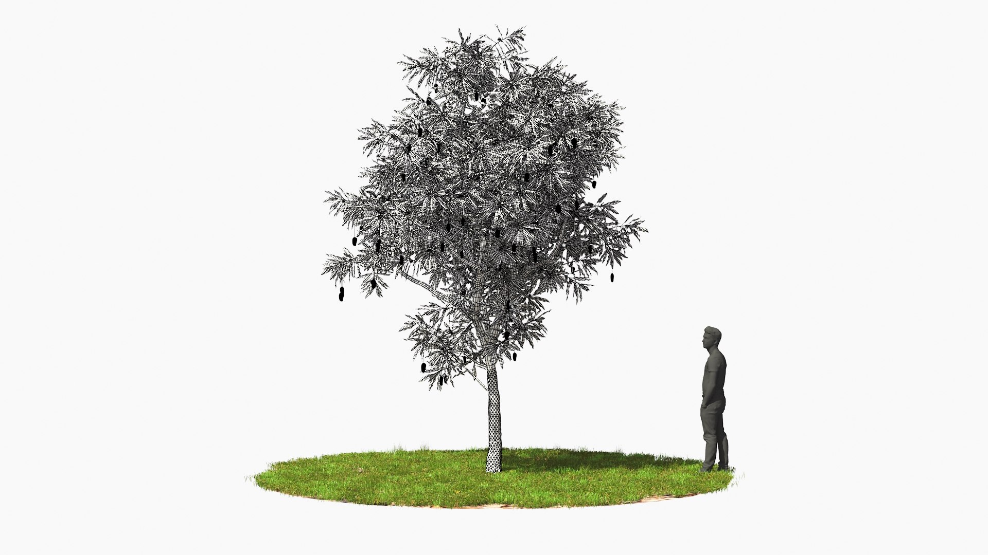 Tree Wind Animation Model - TurboSquid 1506491