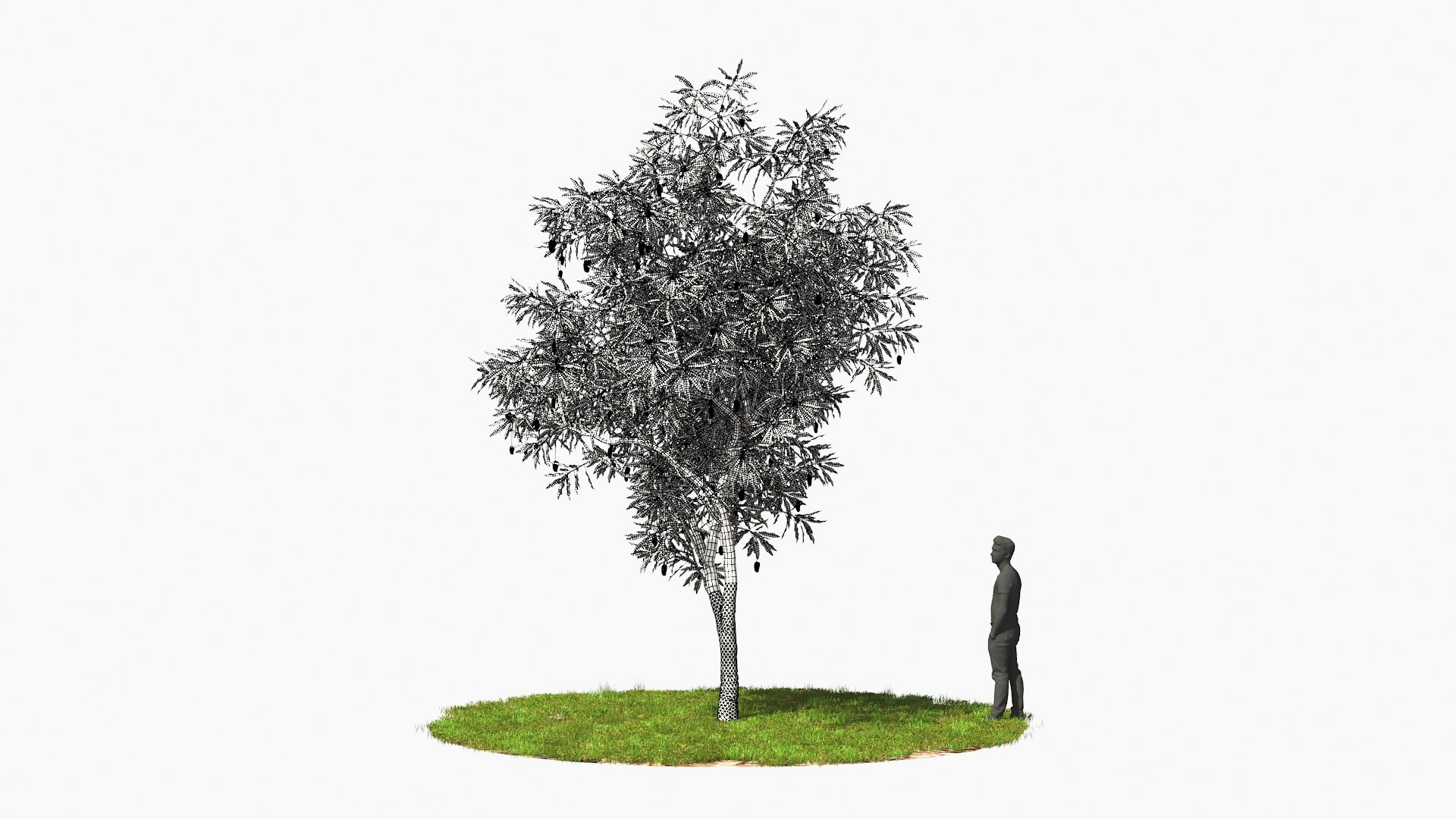 Tree Wind Animation Model - TurboSquid 1506491
