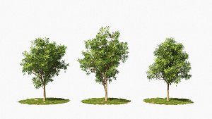 Animated Maple Tree 3D Models for Download | TurboSquid