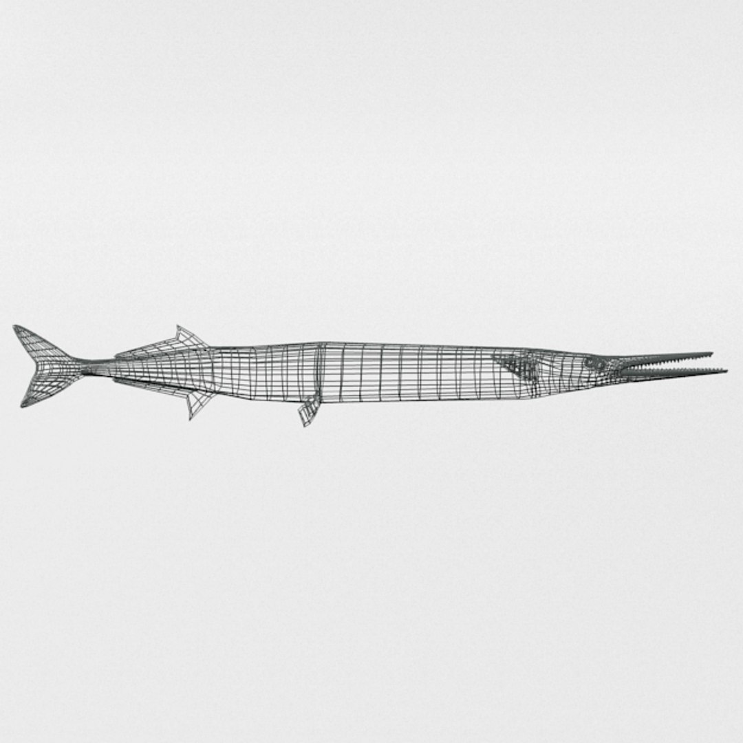 Needle Fish Model - TurboSquid 1400201