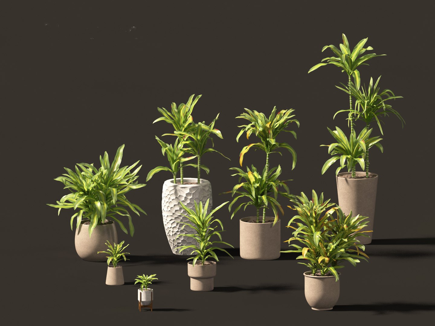 3D Dracaena Fragrans - Striped Dracaena 02 Model - TurboSquid 2136817