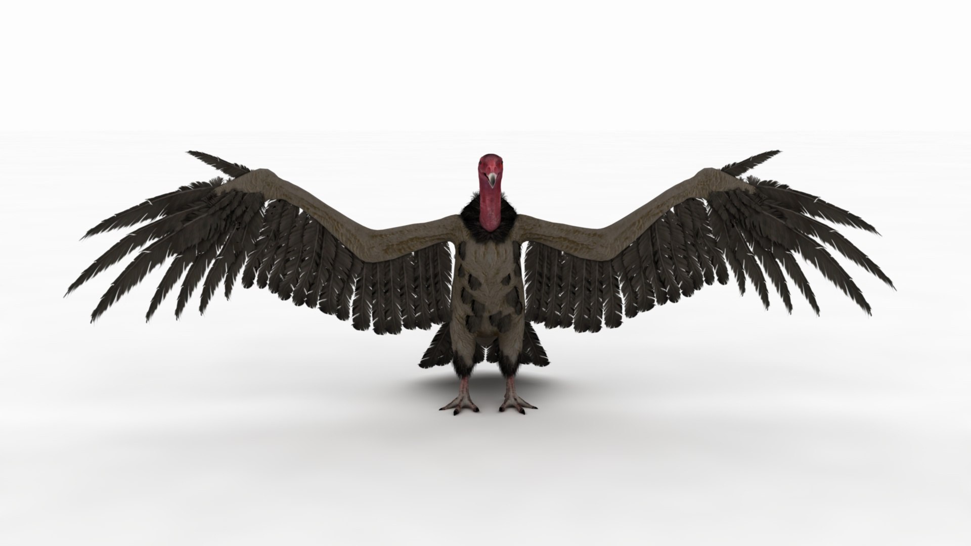 3D Vulture Bird - TurboSquid 2277759