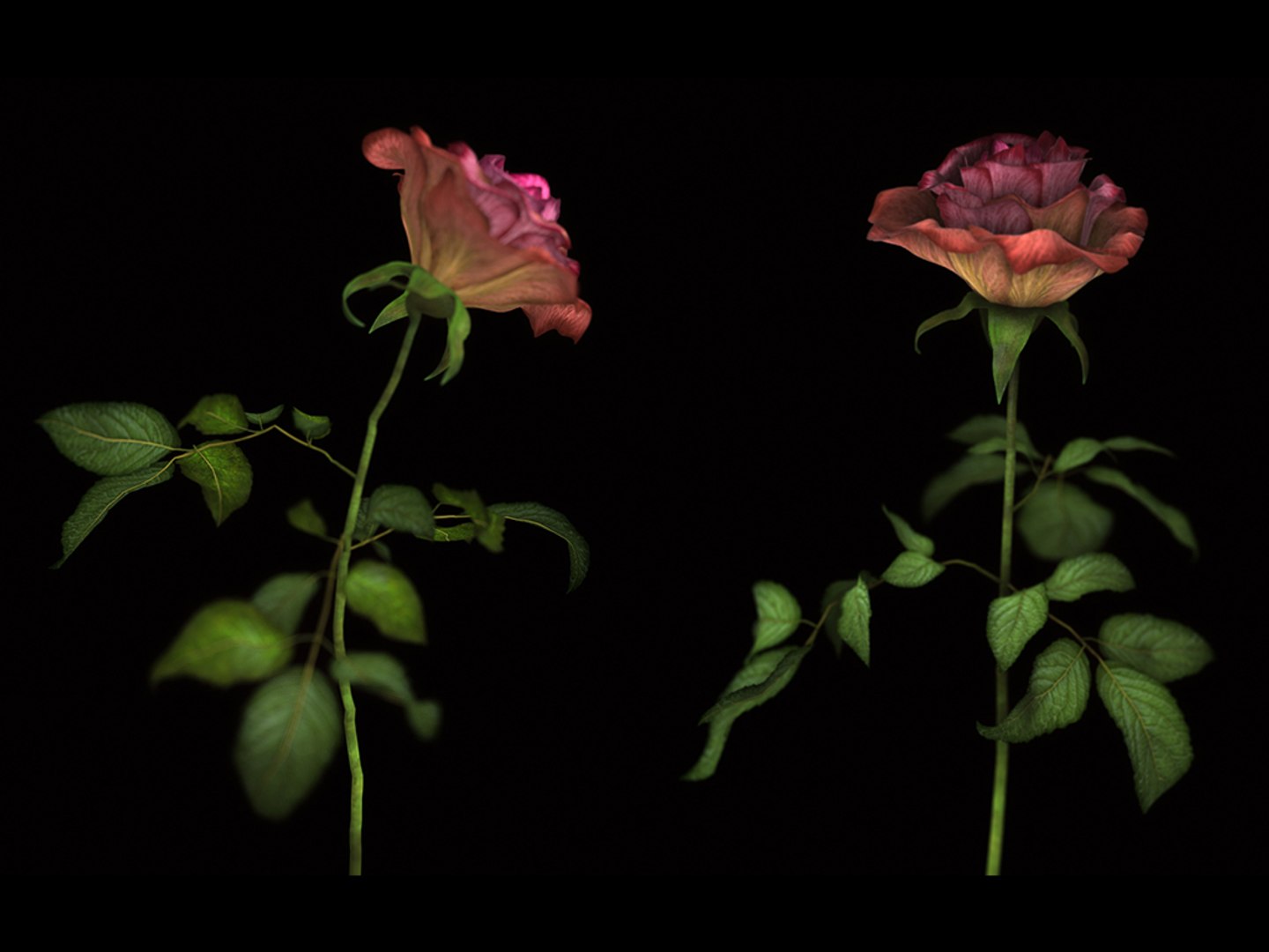 3D roses model - TurboSquid 1292333