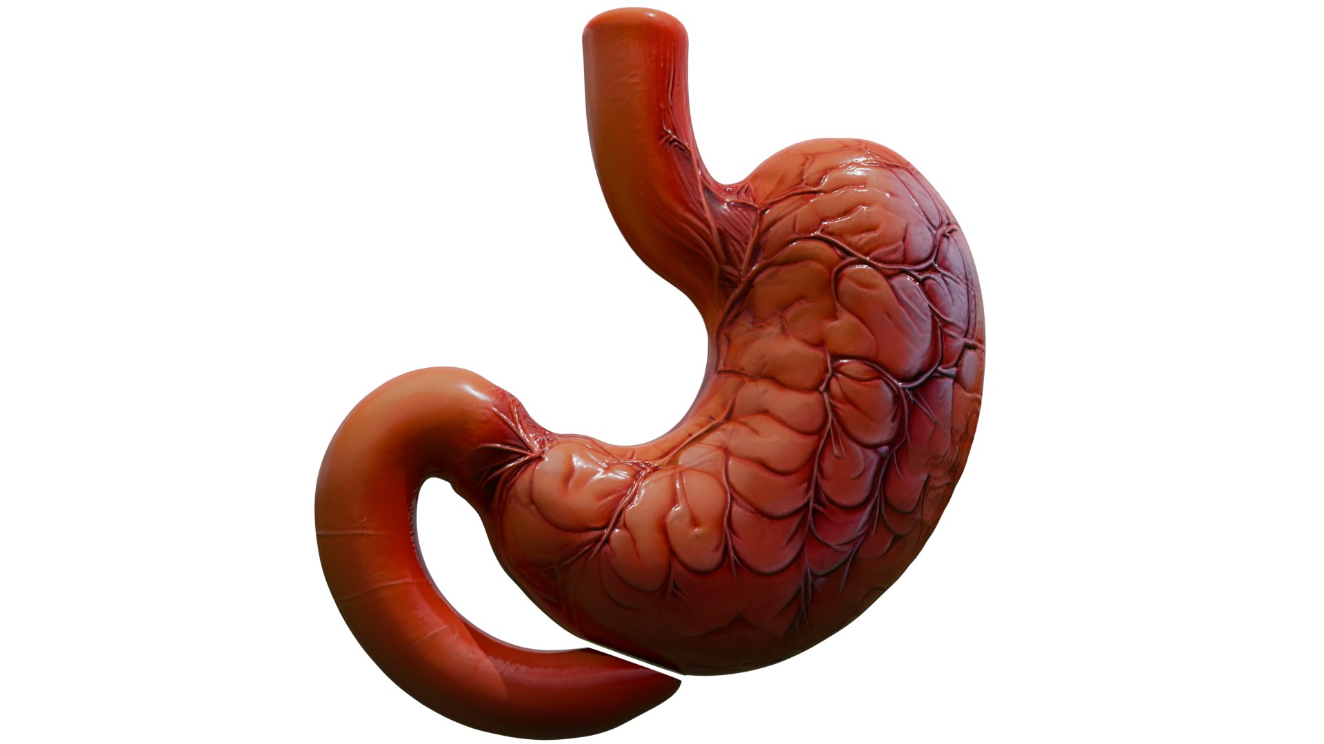 3D Realistic Human Organ Collection 3D Models - Heart ...
