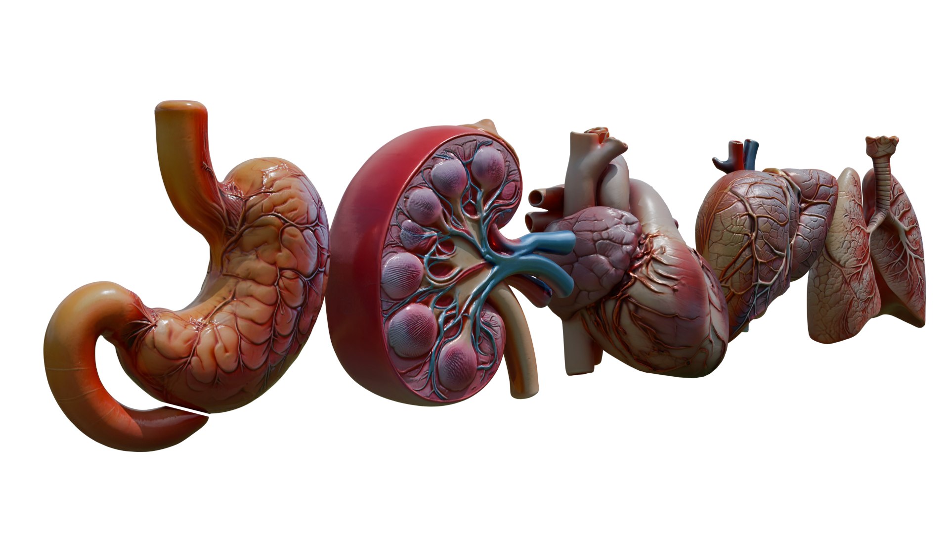 3D Realistic Human Organ Collection 3D Models - Heart ...