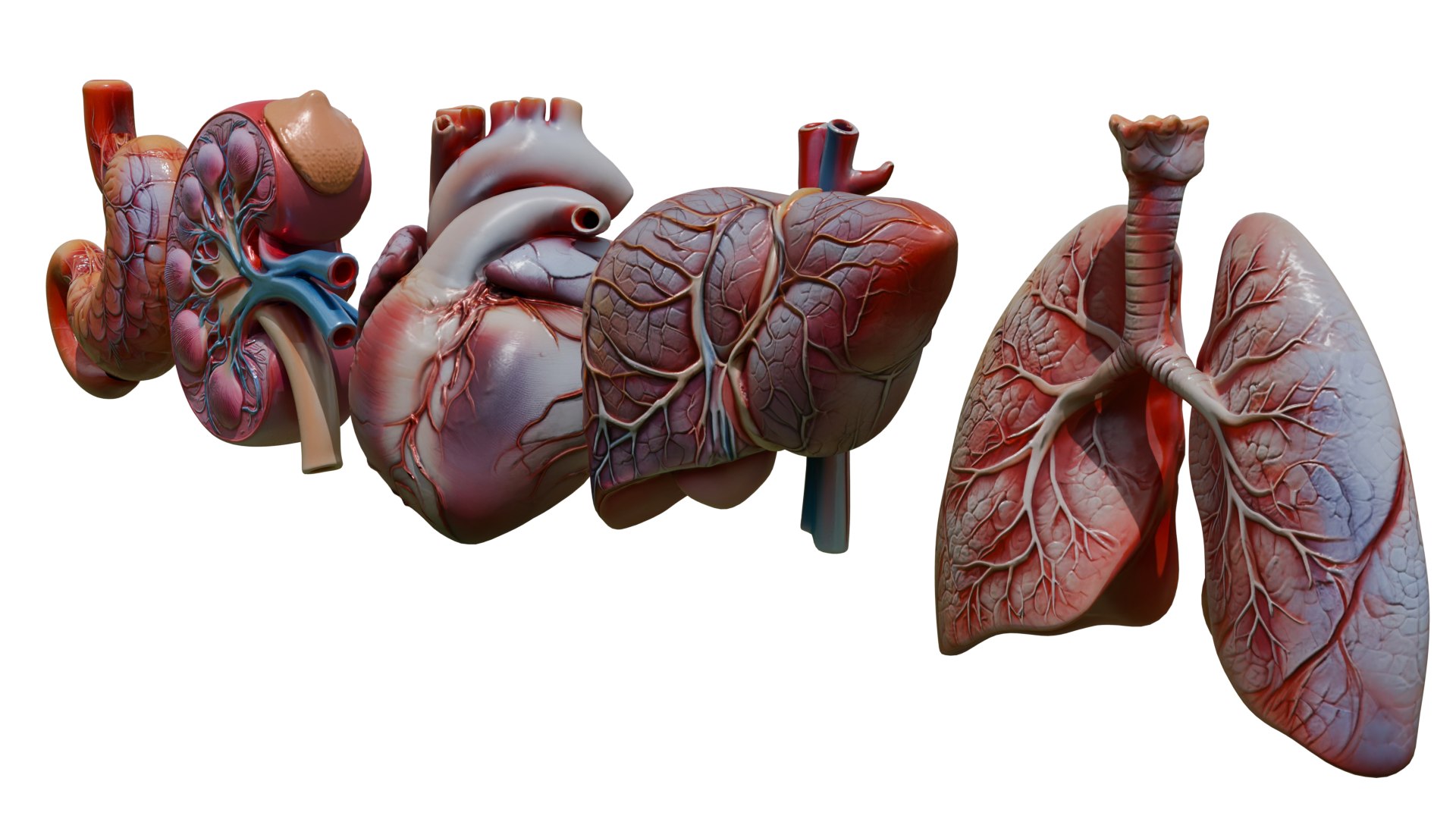 3D Realistic Human Organ Collection 3D Models - Heart ...