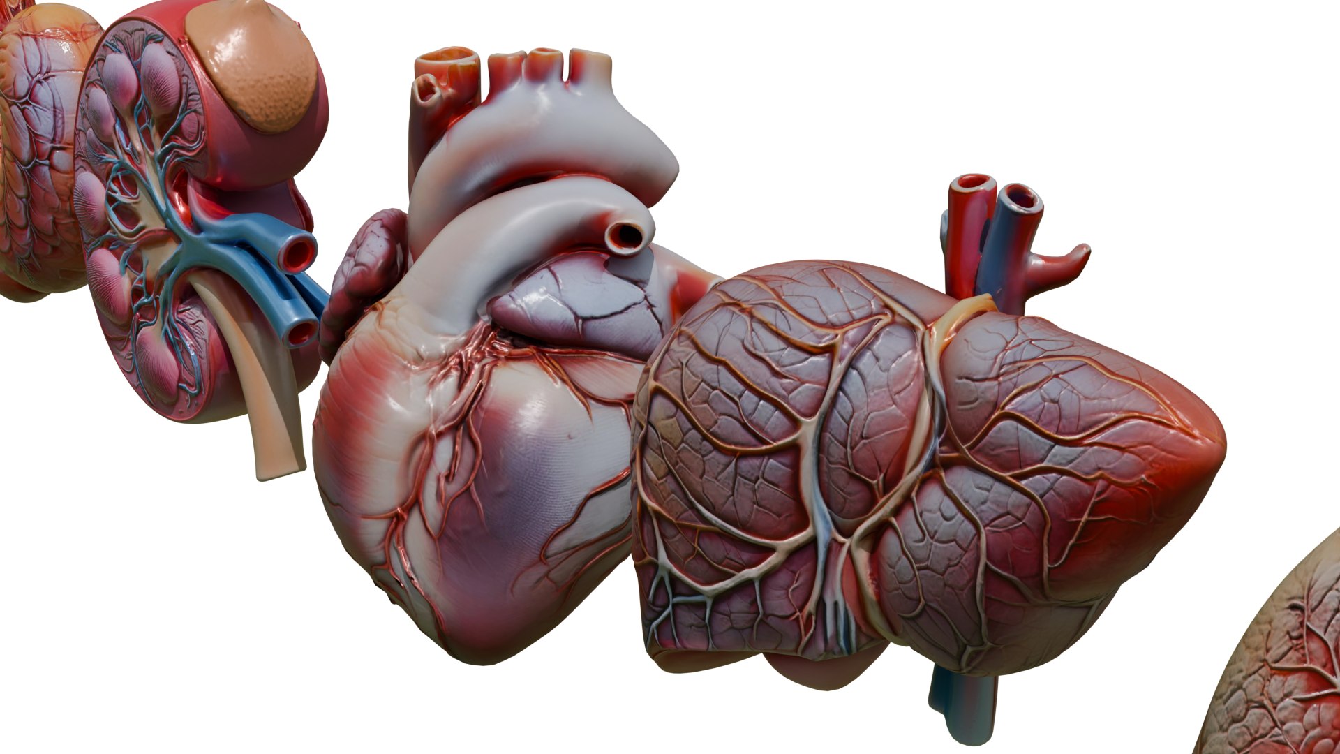 3D Realistic Human Organ Collection 3D Models - Heart ...