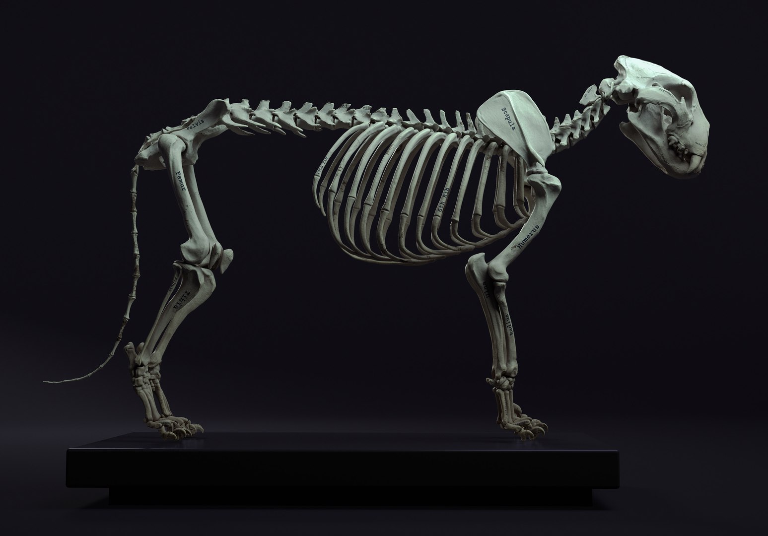 3D Lion Anatomy - TurboSquid 1280772