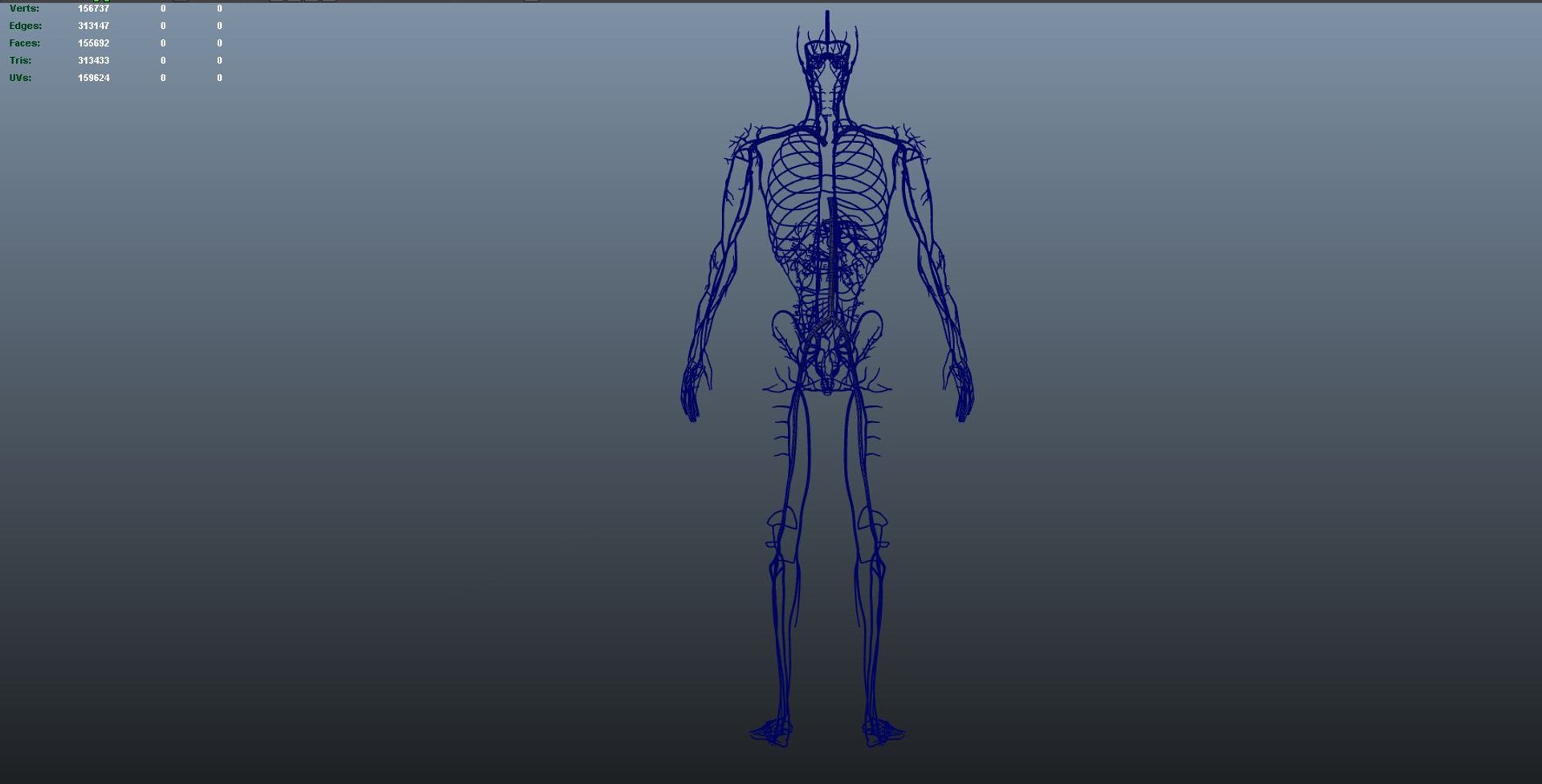 3D skeleton veins lymph model - TurboSquid 1218741