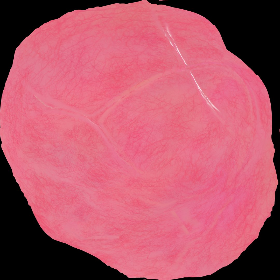 C4d Realistic Rat Brain