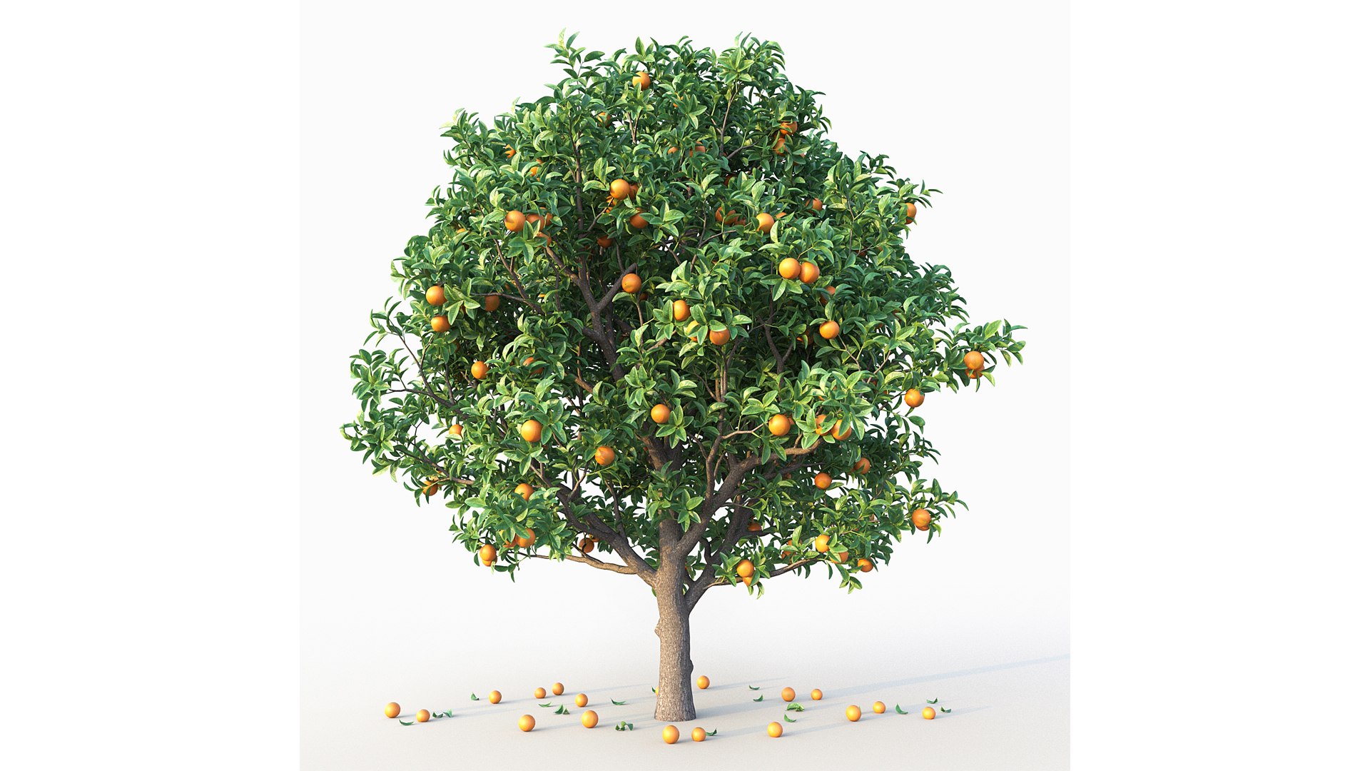 Orange Tree 3D - TurboSquid 2068128