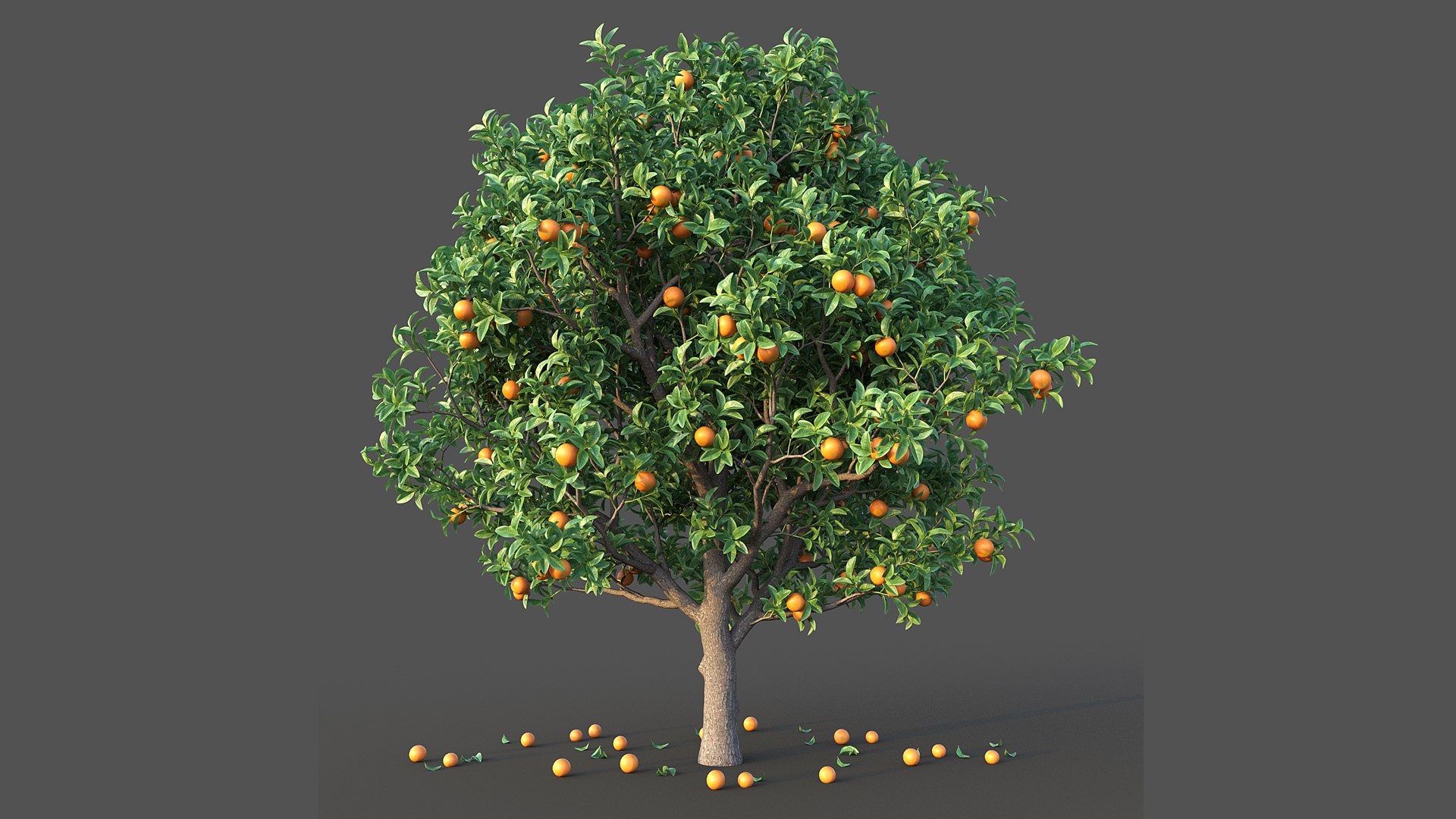 Orange Tree 3D - TurboSquid 2068128