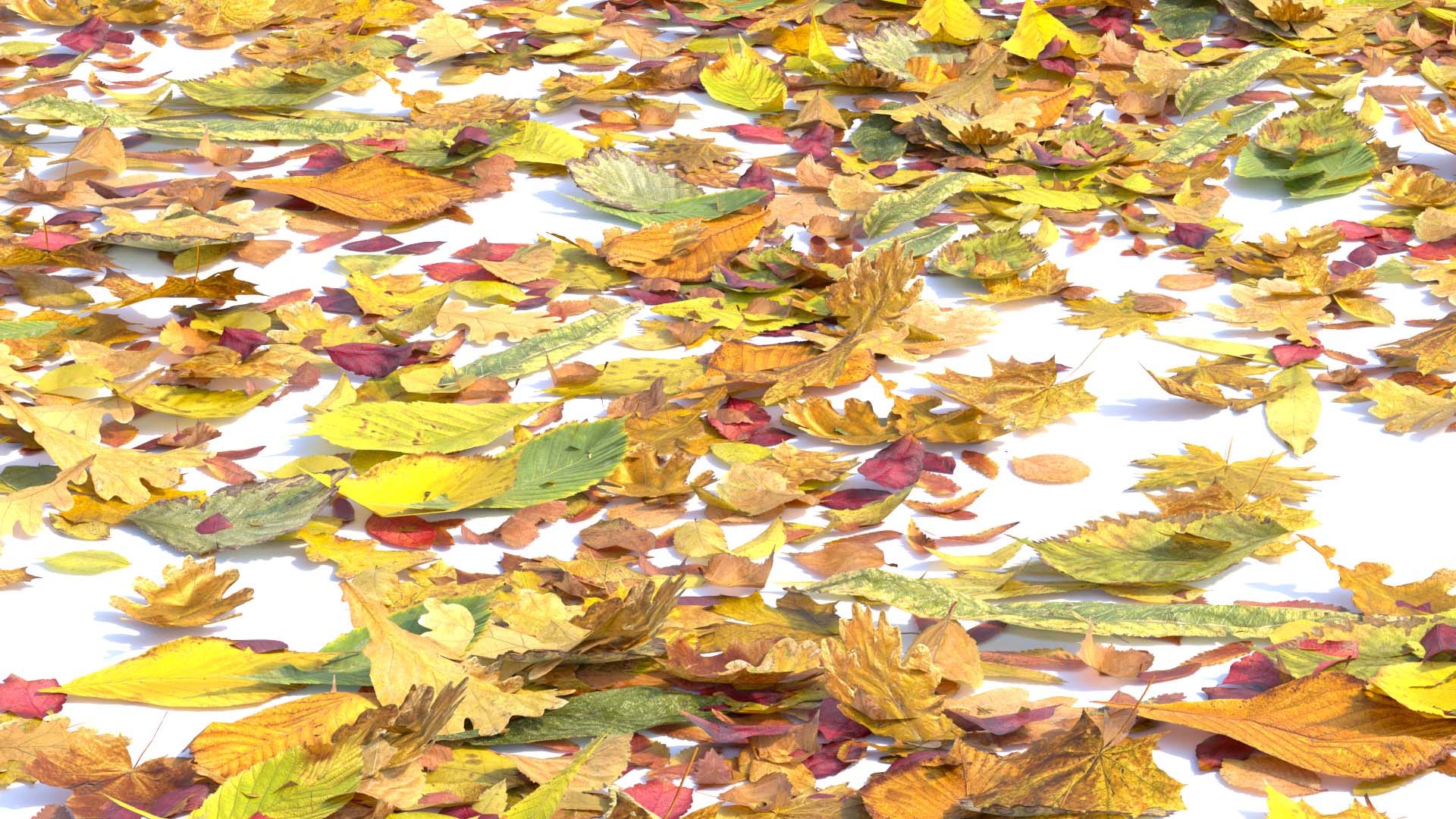 Autumn Leaves Set Of Dry Leaves 3D - TurboSquid 1992259