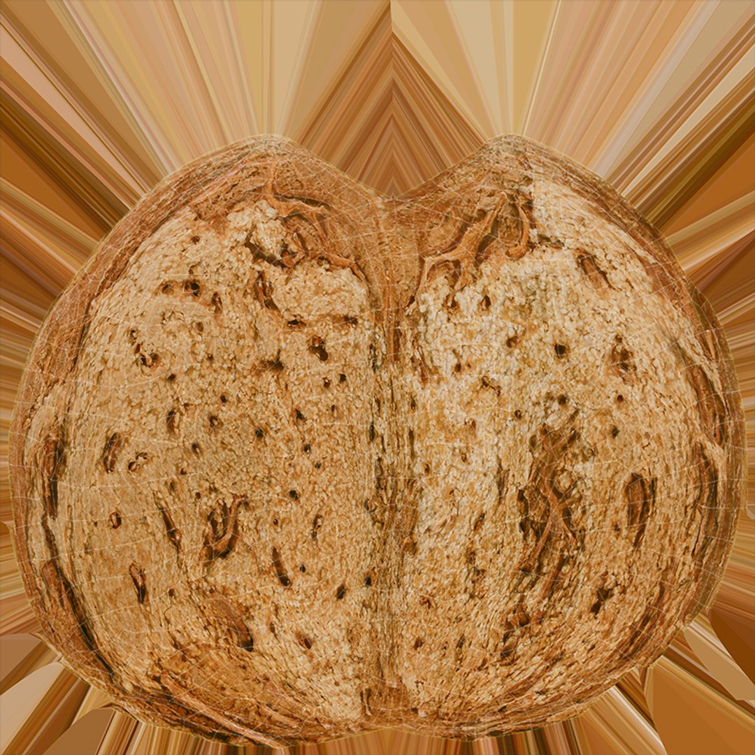 3D Almond Shell Collection - TurboSquid 2045559