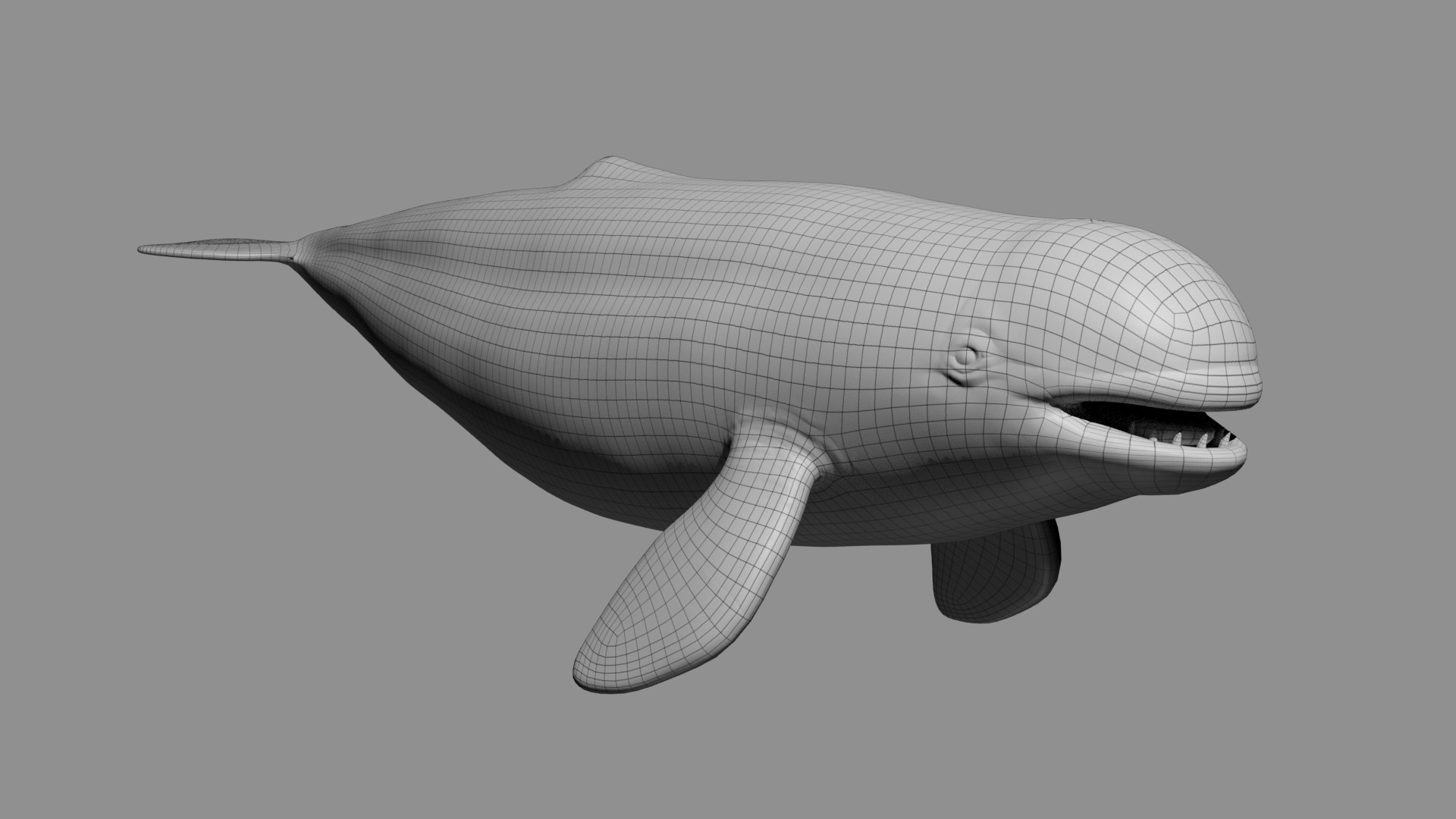 3D Beluga Whale - TurboSquid 2018426