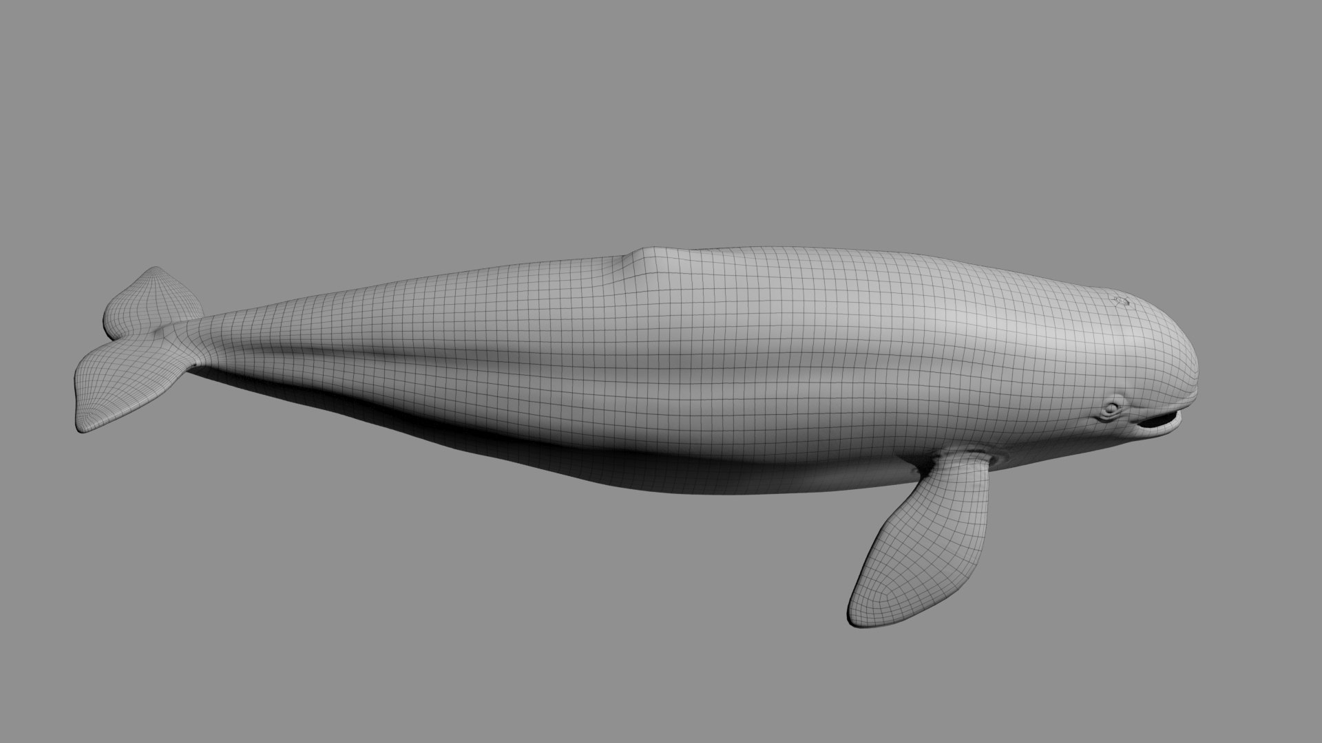 3D Beluga Whale - TurboSquid 2018426
