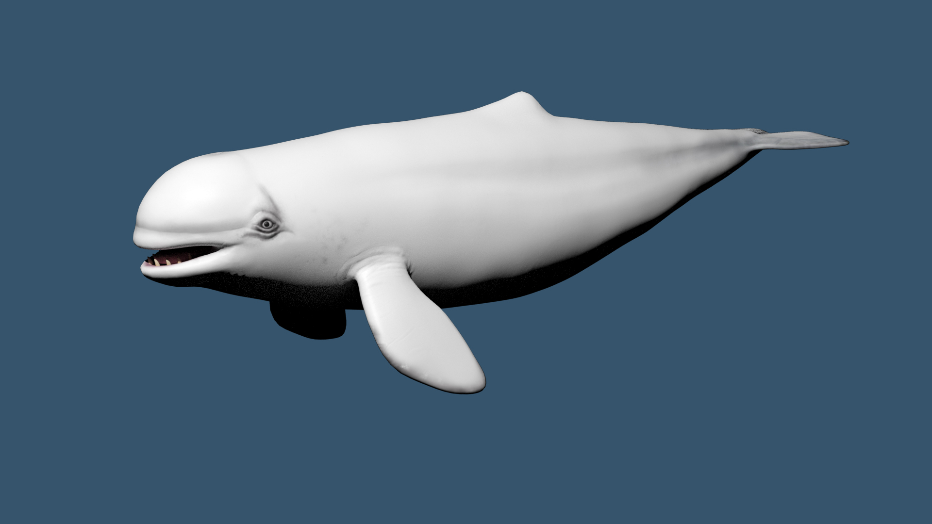 3D Beluga Whale - TurboSquid 2018426