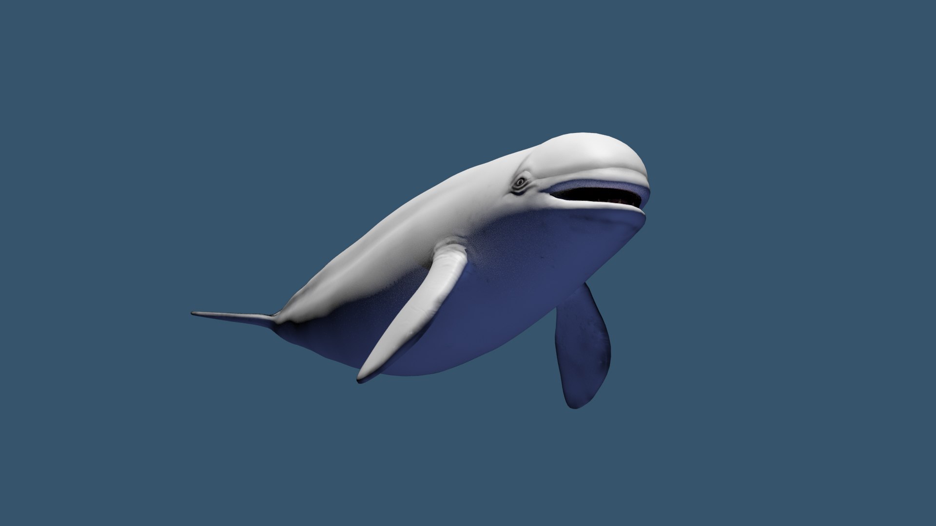 3D Beluga Whale - TurboSquid 2018426