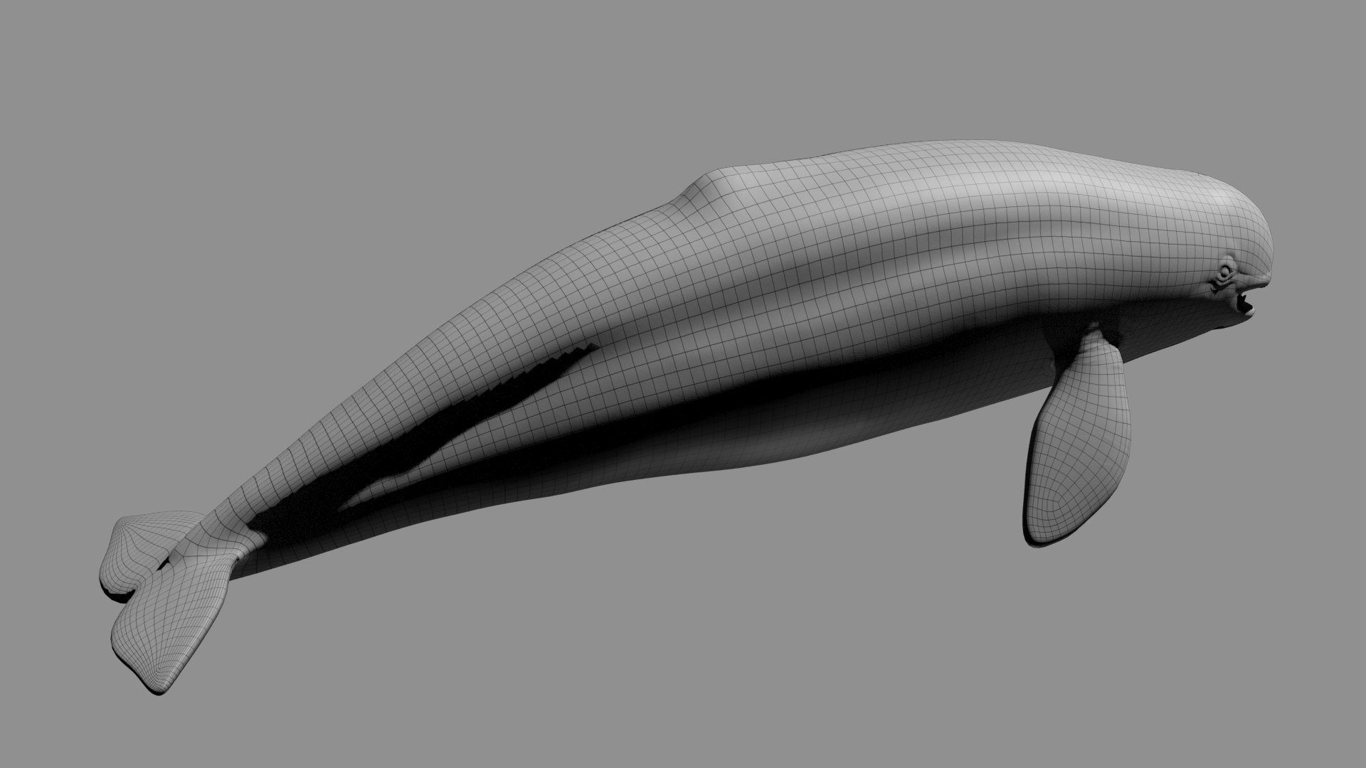 3D Beluga Whale - TurboSquid 2018426
