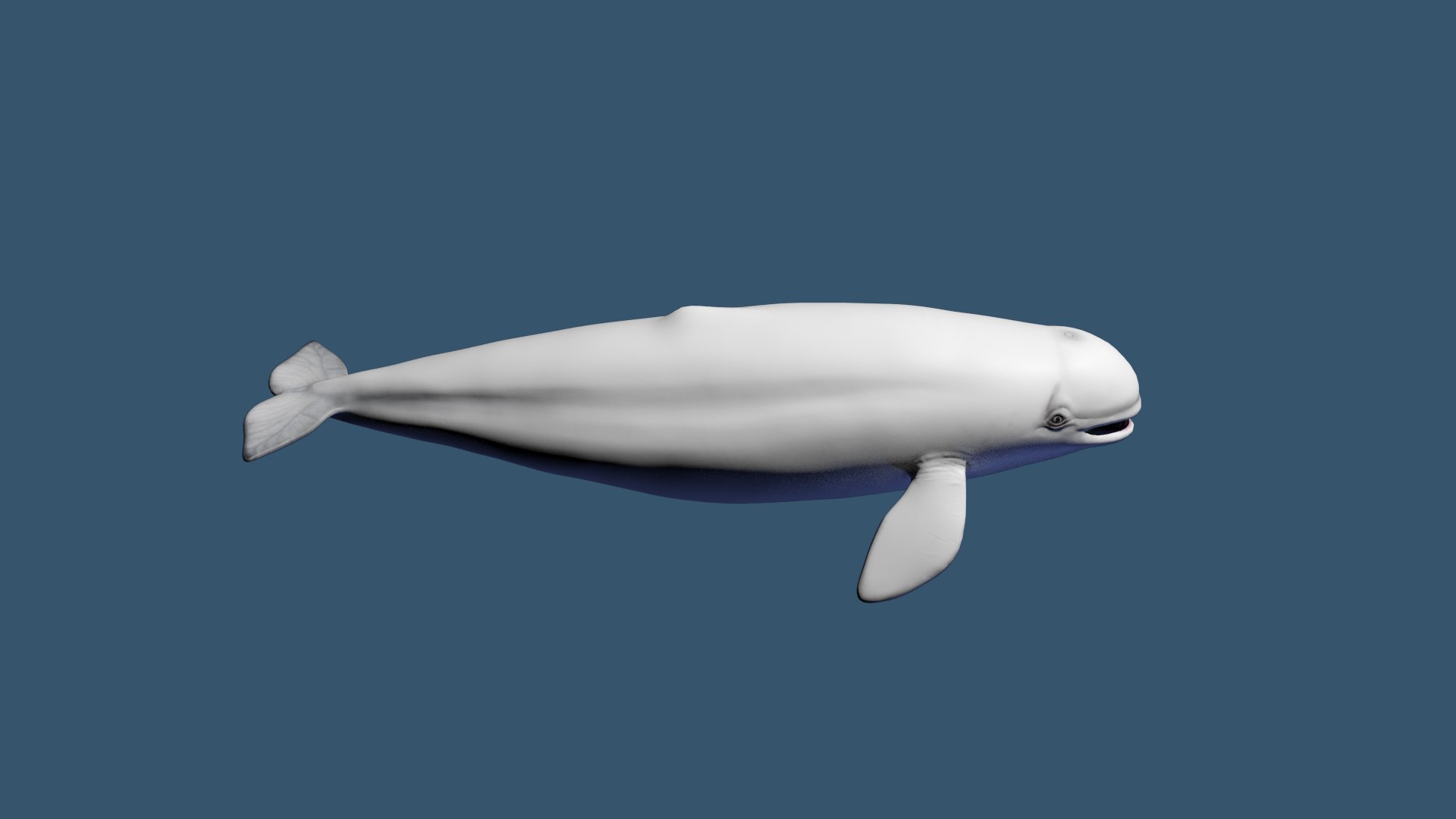 3D Beluga Whale - TurboSquid 2018426