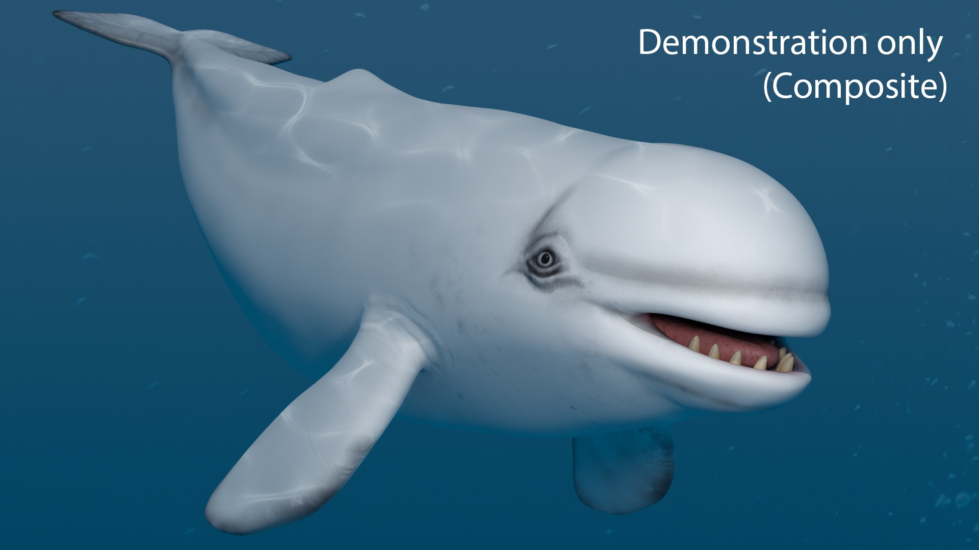 3D Beluga Whale - TurboSquid 2018426