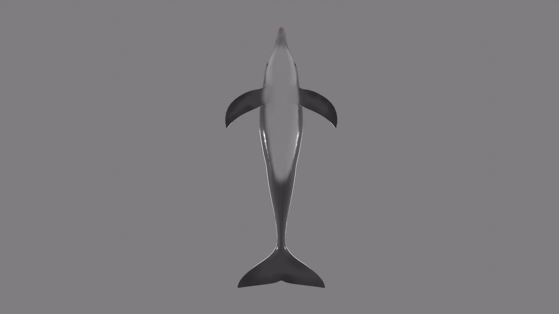 3D Model DOLPHIN LOW-POLY 3D MODEL - TurboSquid 2009489