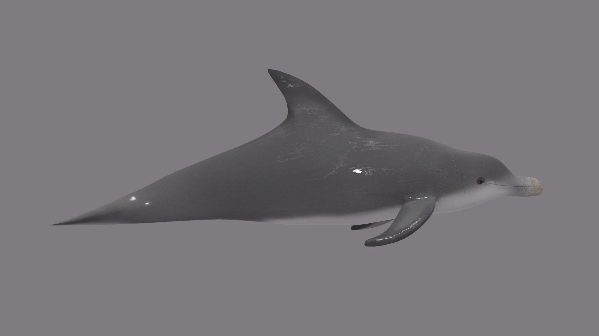 3D Model DOLPHIN LOW-POLY 3D MODEL - TurboSquid 2009489
