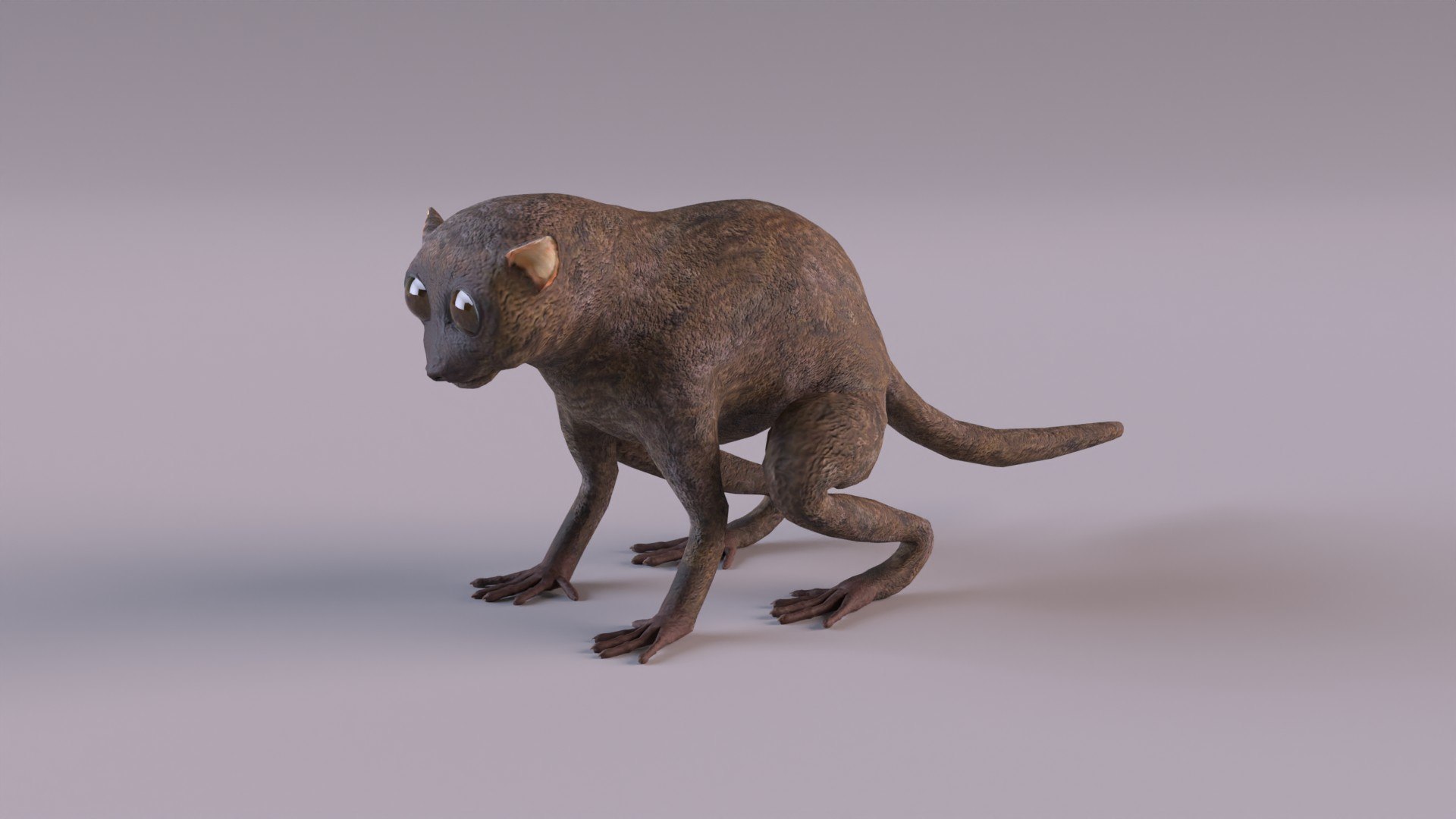 Tarsier 3D Model - TurboSquid 1727915