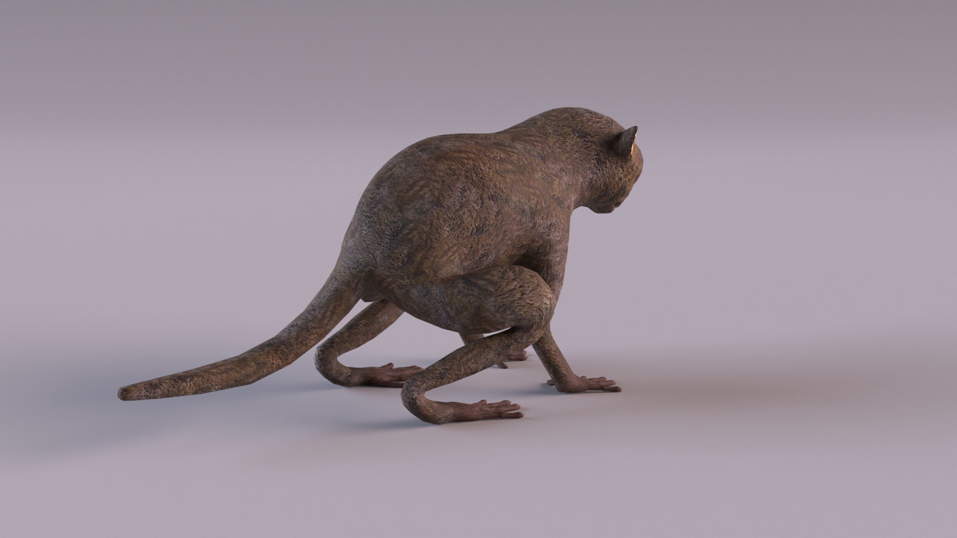 Tarsier 3D Model - TurboSquid 1727915