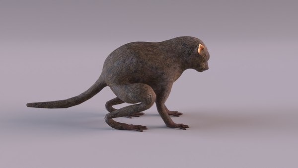 Tarsier 3D model - TurboSquid 1727915