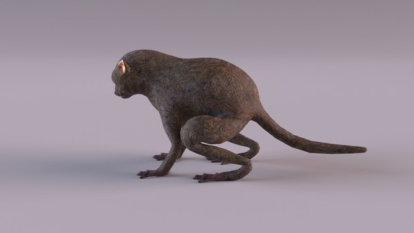 Tarsier 3D model - TurboSquid 1727915