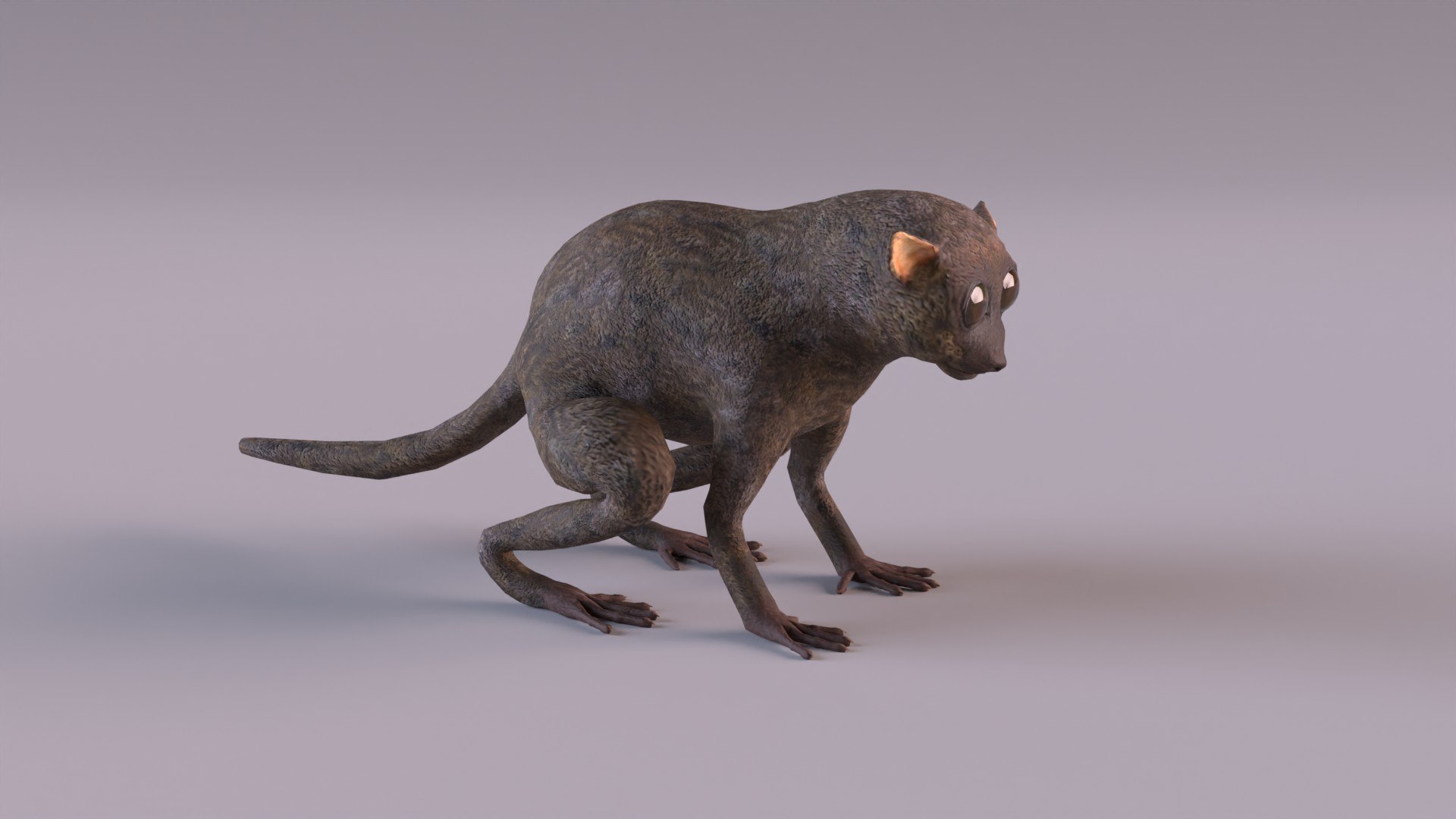 Tarsier 3D Model - TurboSquid 1727915