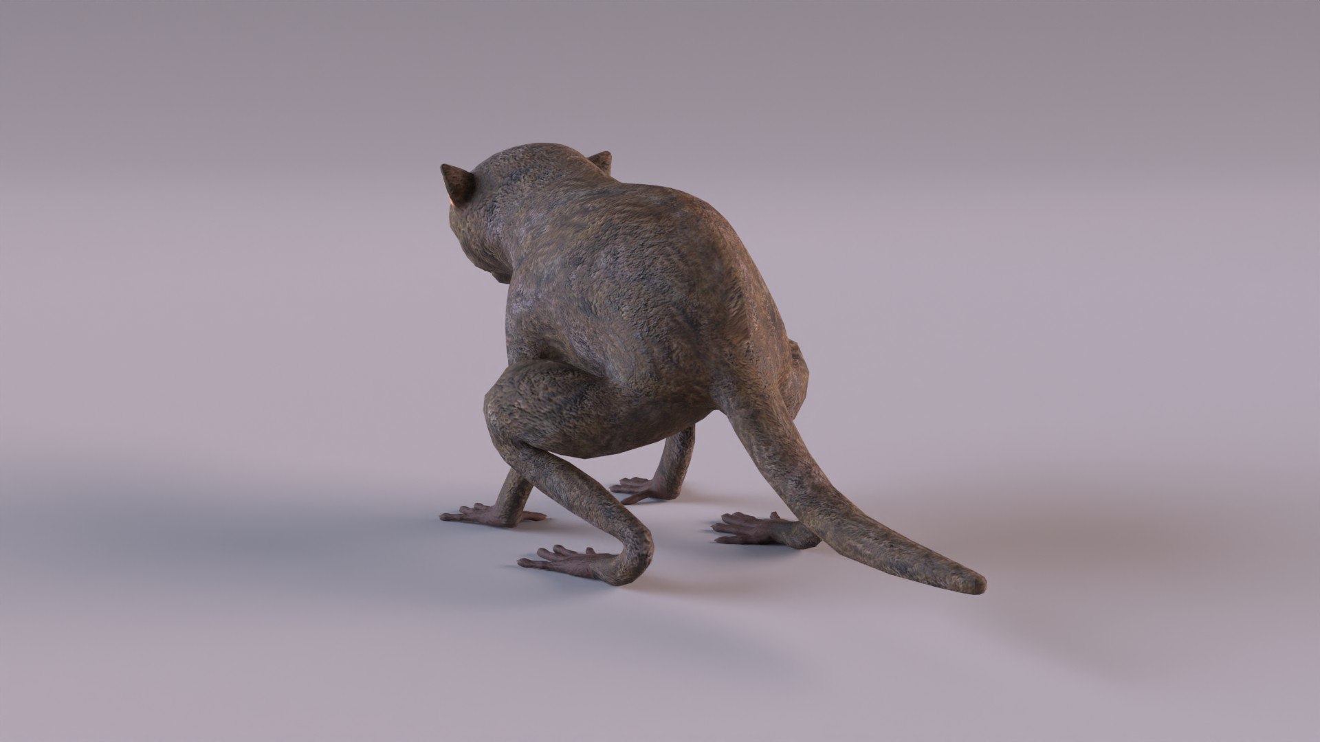 Tarsier 3D Model - TurboSquid 1727915