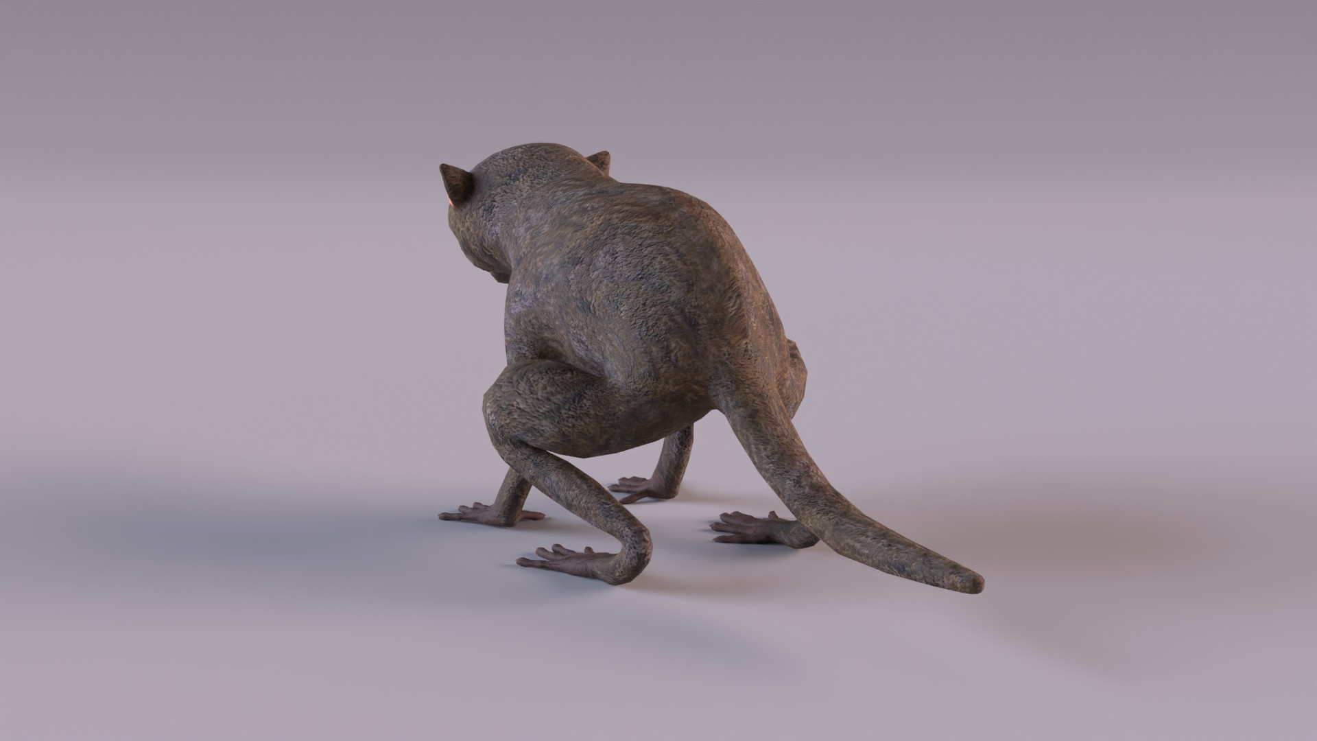 Tarsier 3D model - TurboSquid 1727915