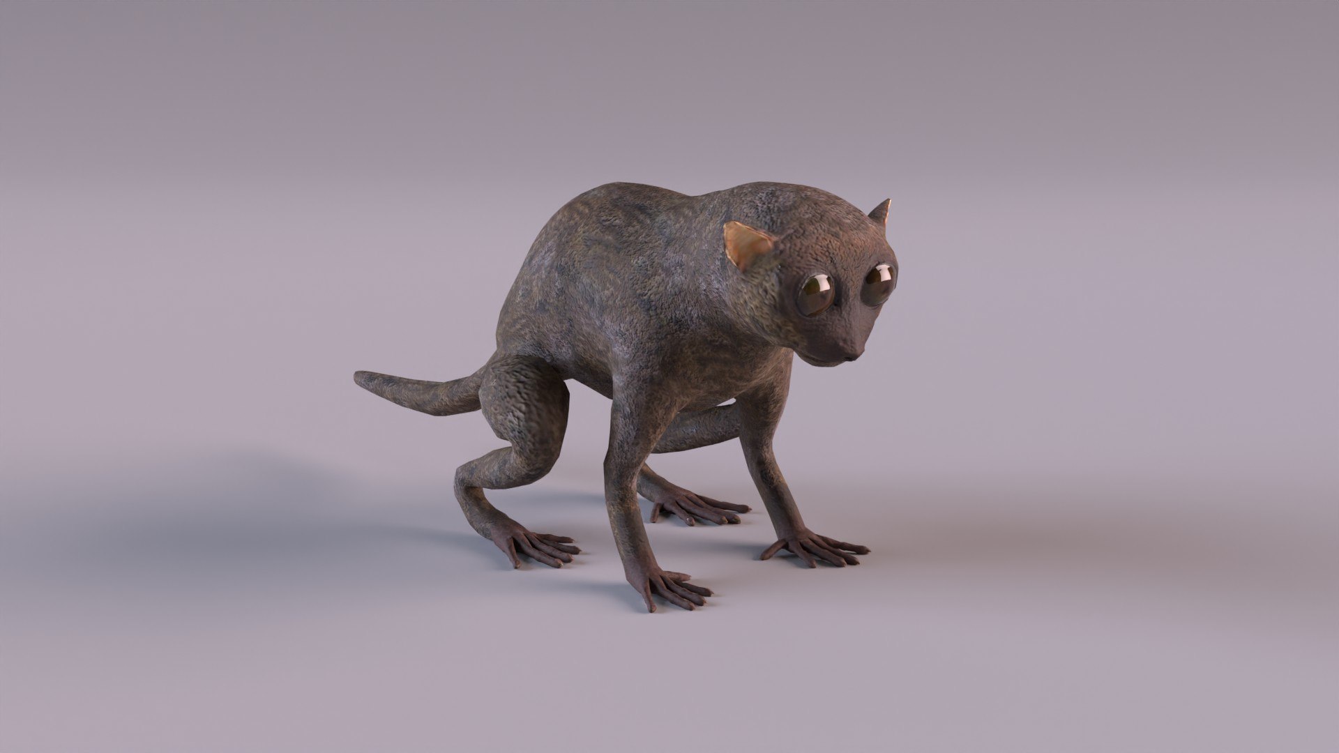 Tarsier 3D Model - TurboSquid 1727915